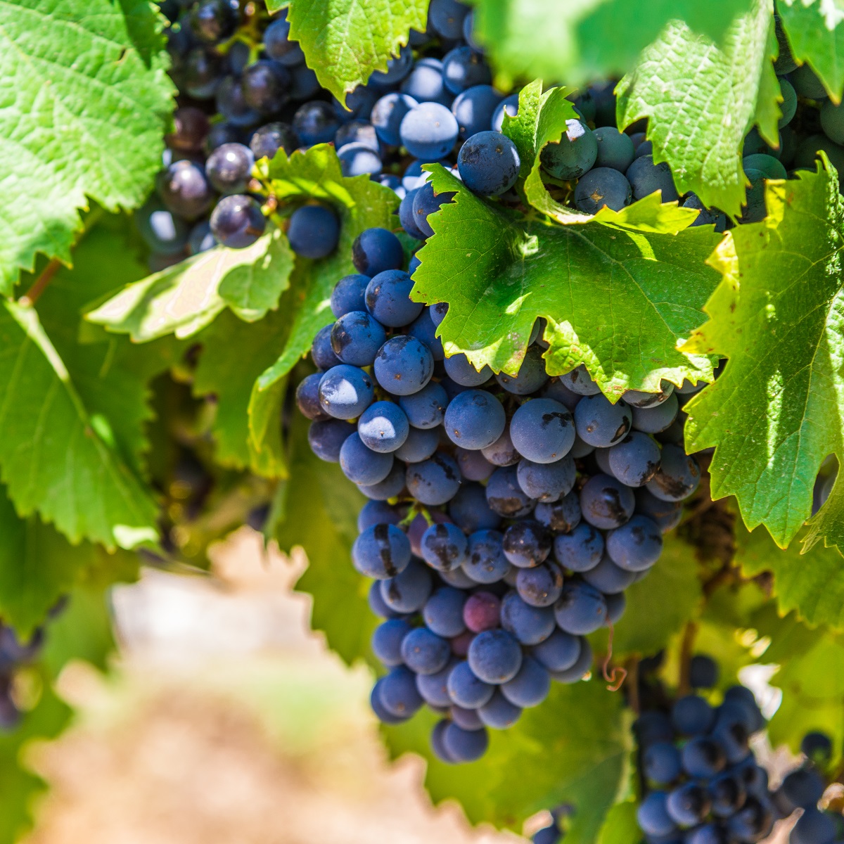 Vitis labrusca 'Nero' 21cm | Plantagen