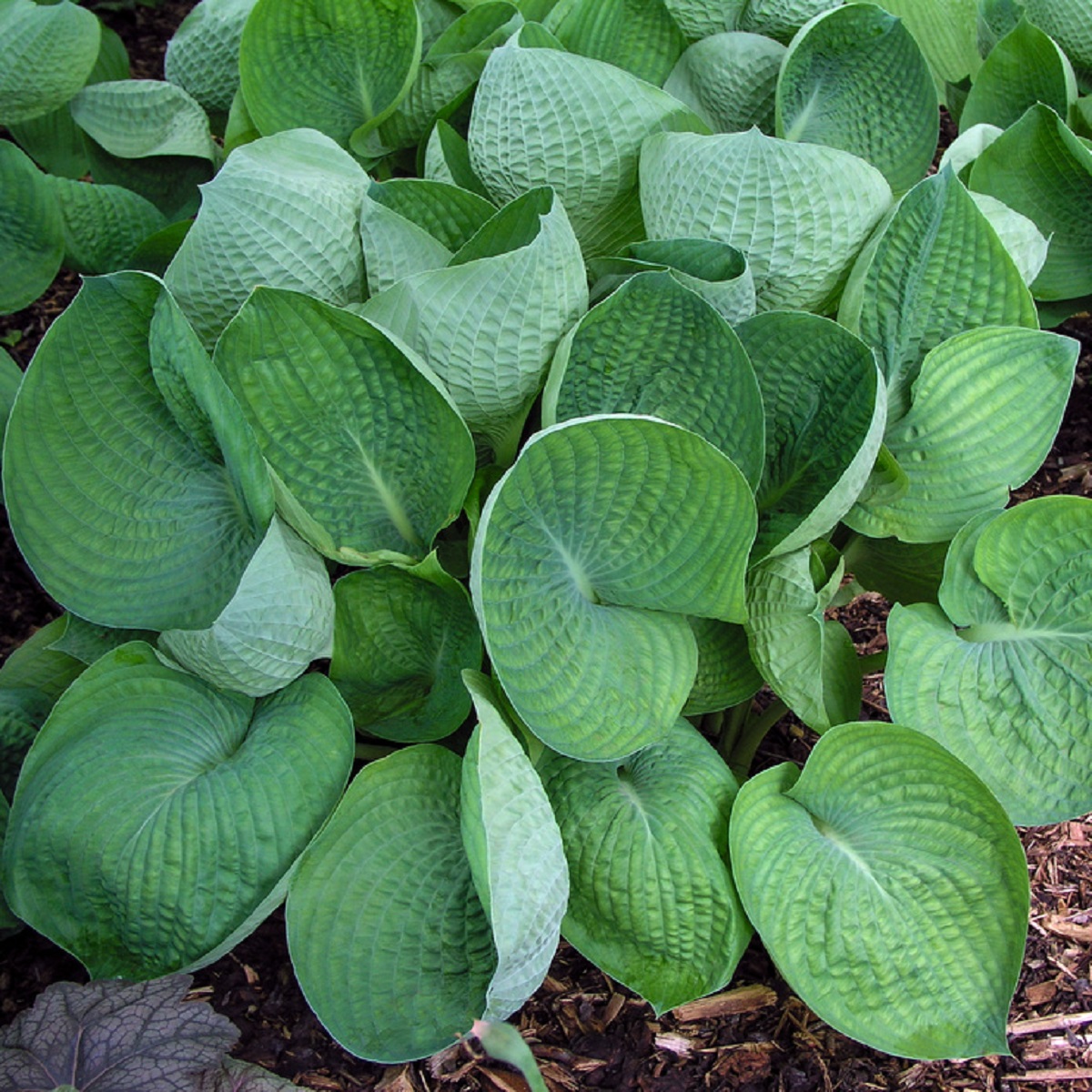 Hosta 'Abiqua Drinking Gourd' 13cm | Plantagen
