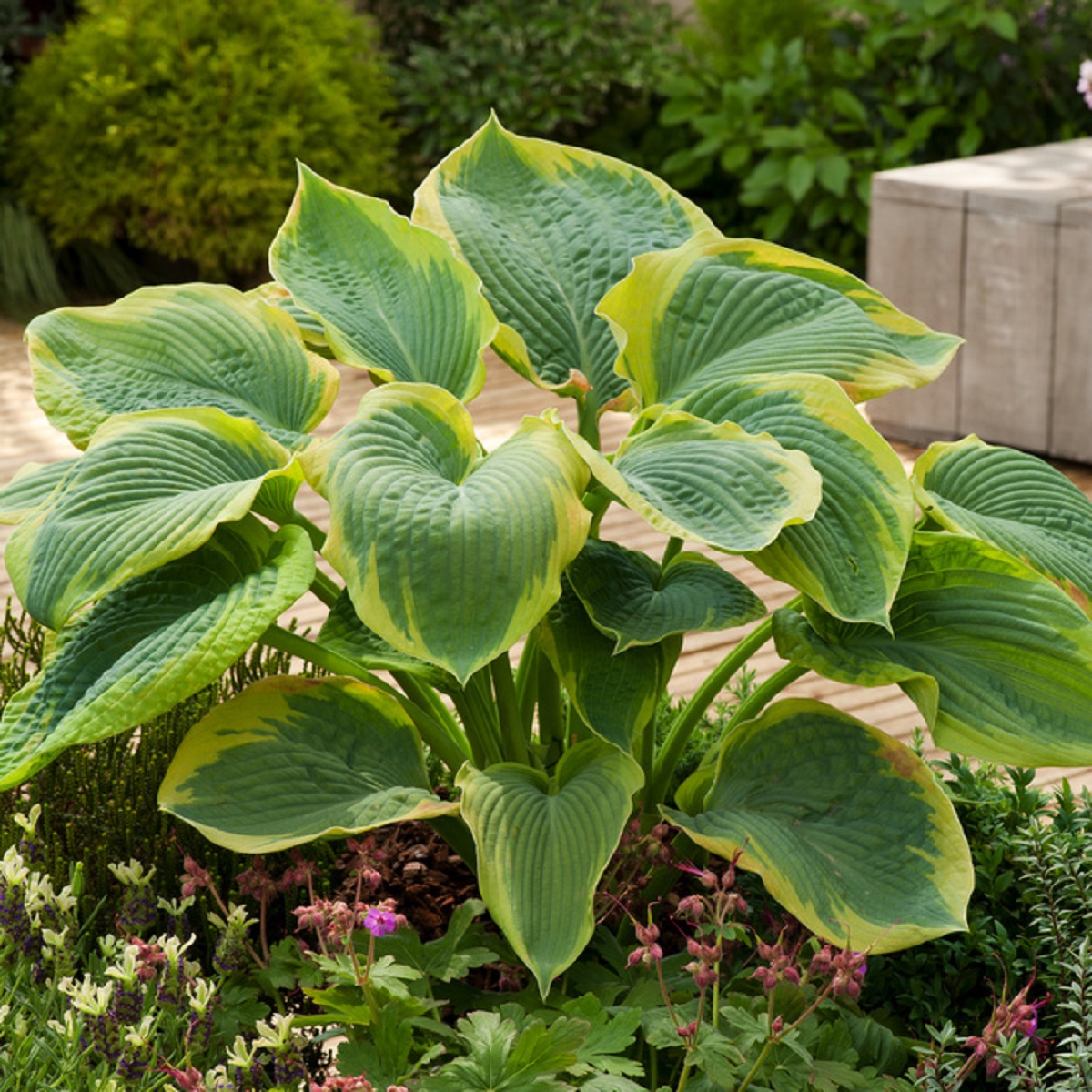 Hosta sieboldiana 'Frances Williams' 13cm | Plantagen