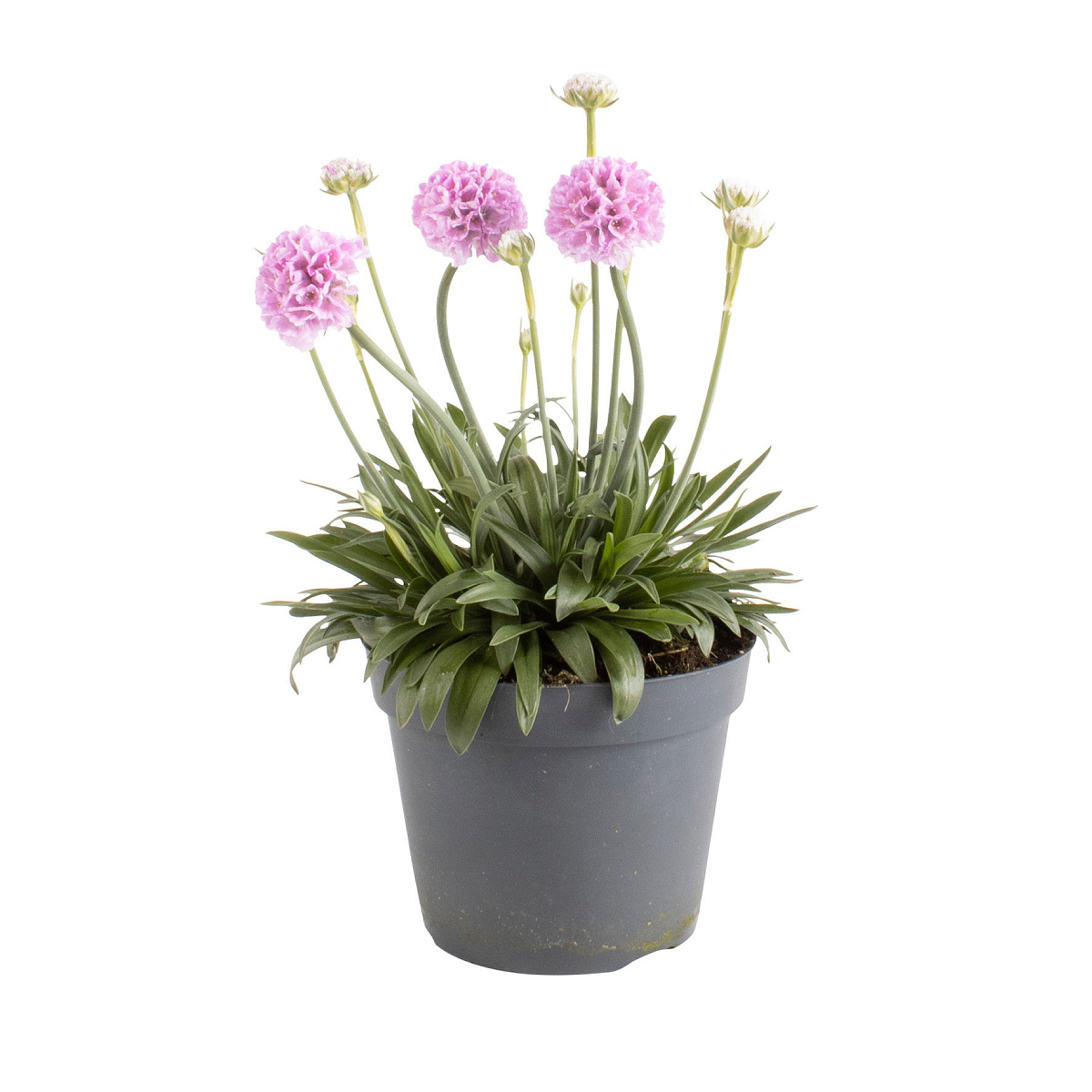 Strandnellik 'Sweet Dreams', Ø15 cm, Lilla | Plantasjen