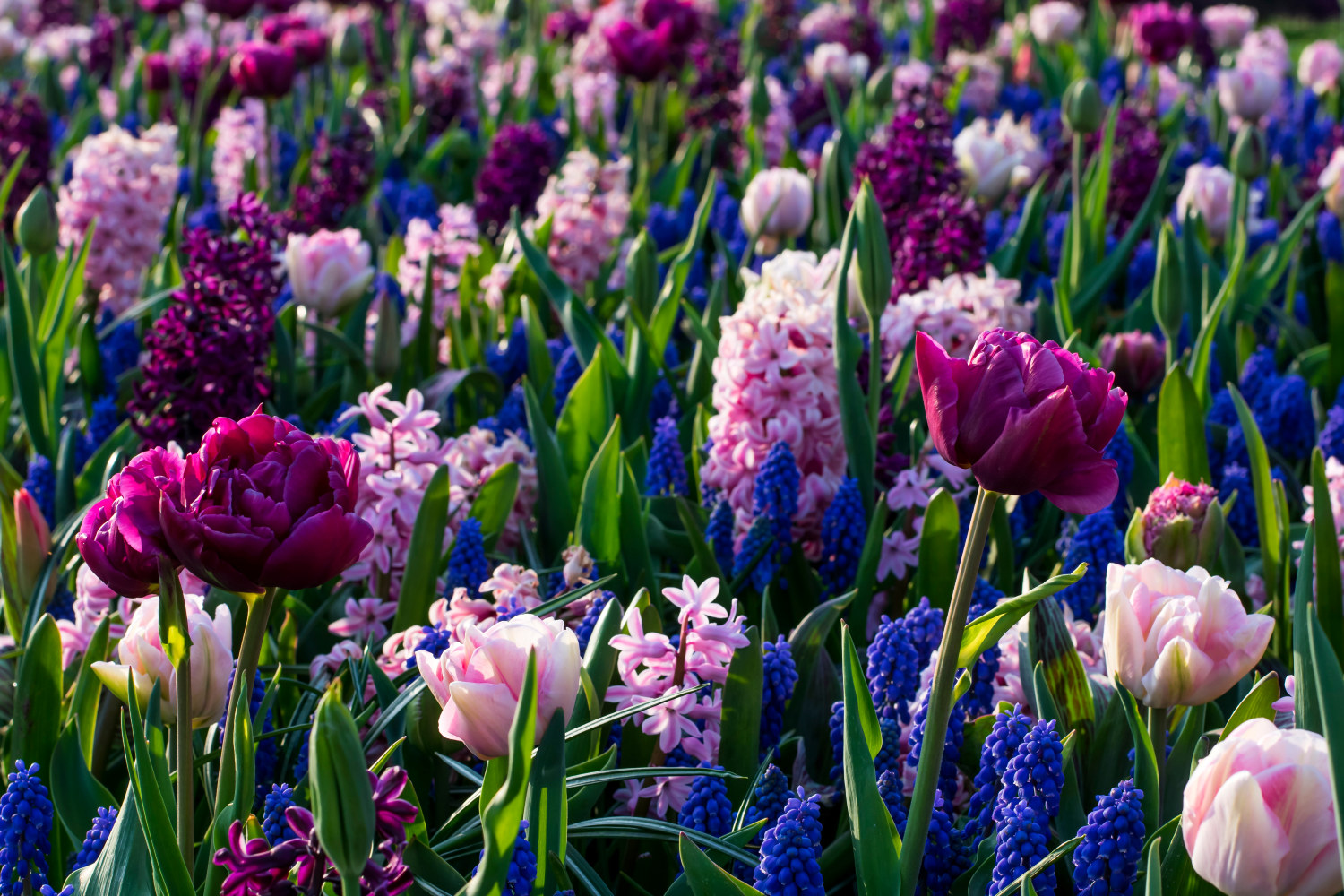 Blomsterlök mix Ratatouille Purple & Blue Ton.. | Plantagen