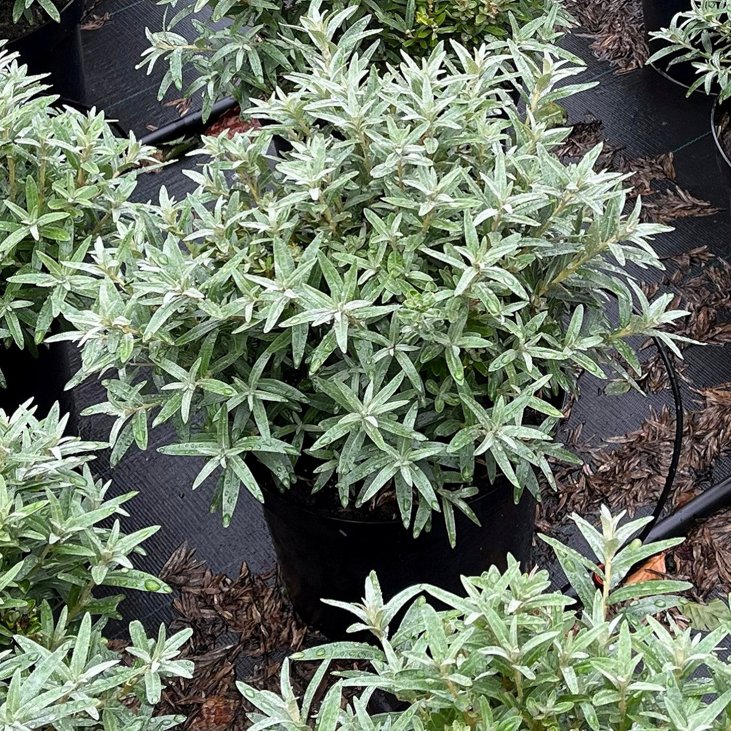 Havtorn 'Hikul' | Plantagen