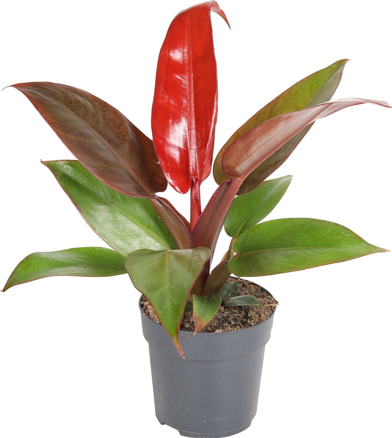 Philodendron Sun Red 11cm | Plantasjen