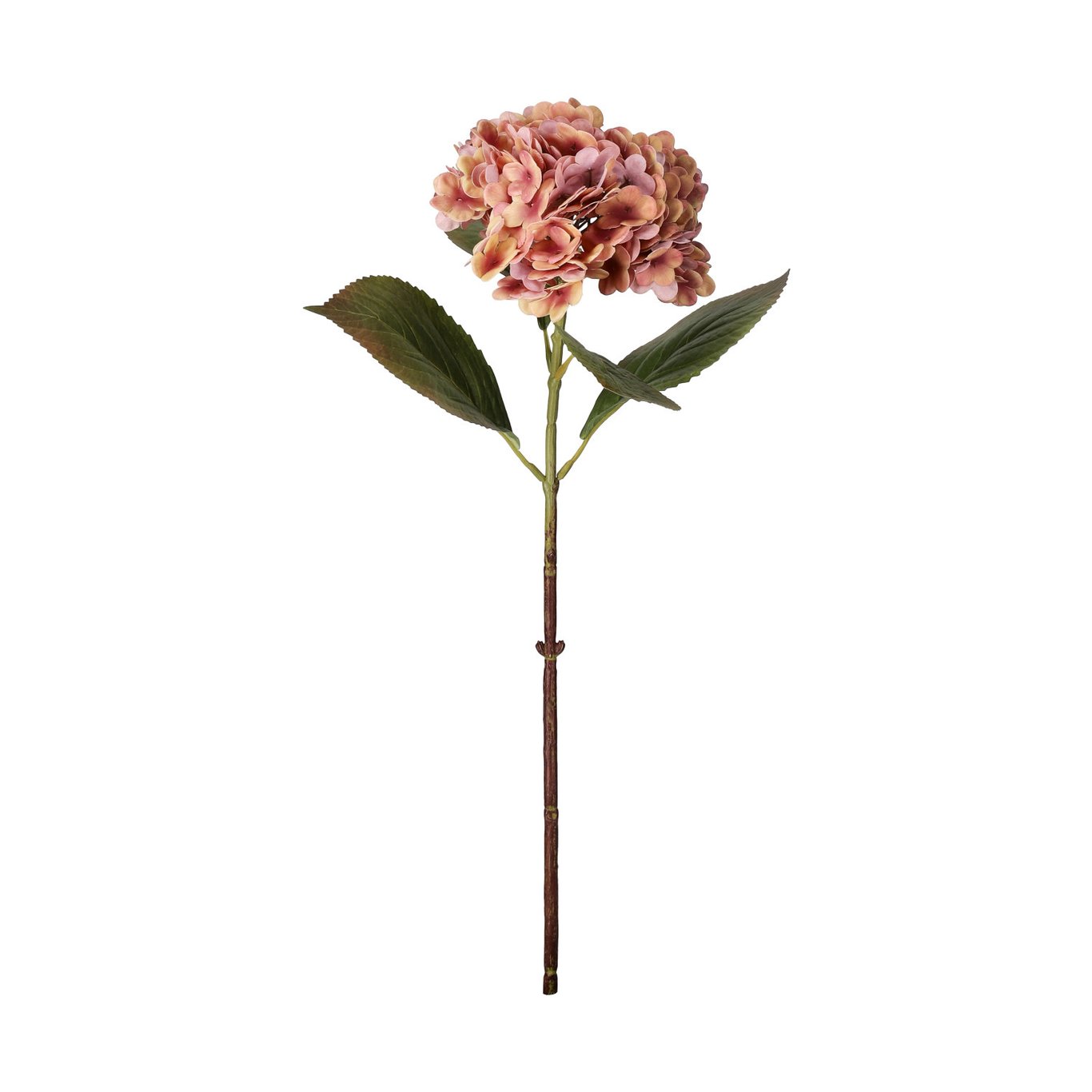 Hydrangea cut flower H52 pink | Plantasjen