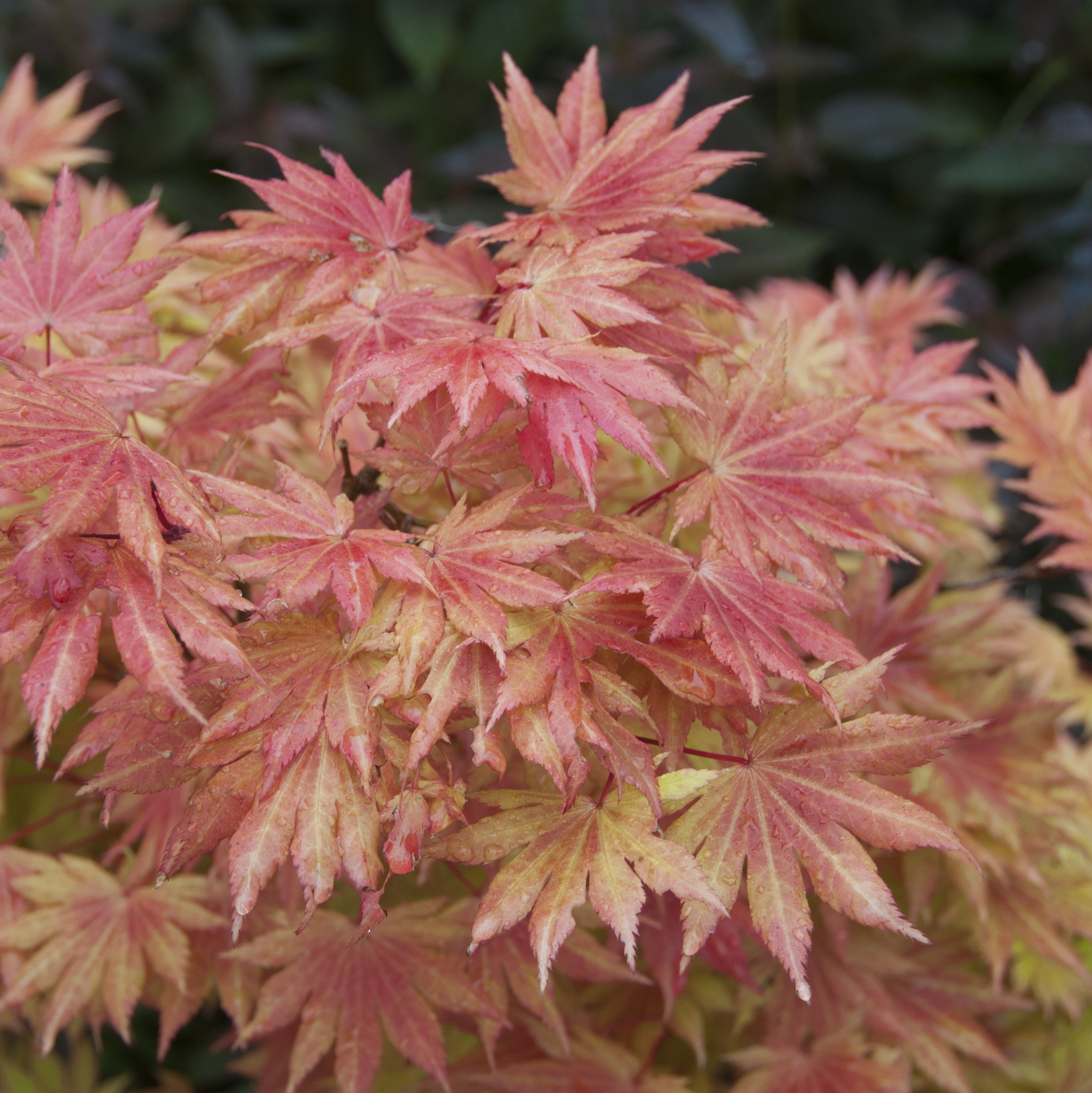 Acer shir. 'Moonrise' stem 40cm 29cm | Plantagen