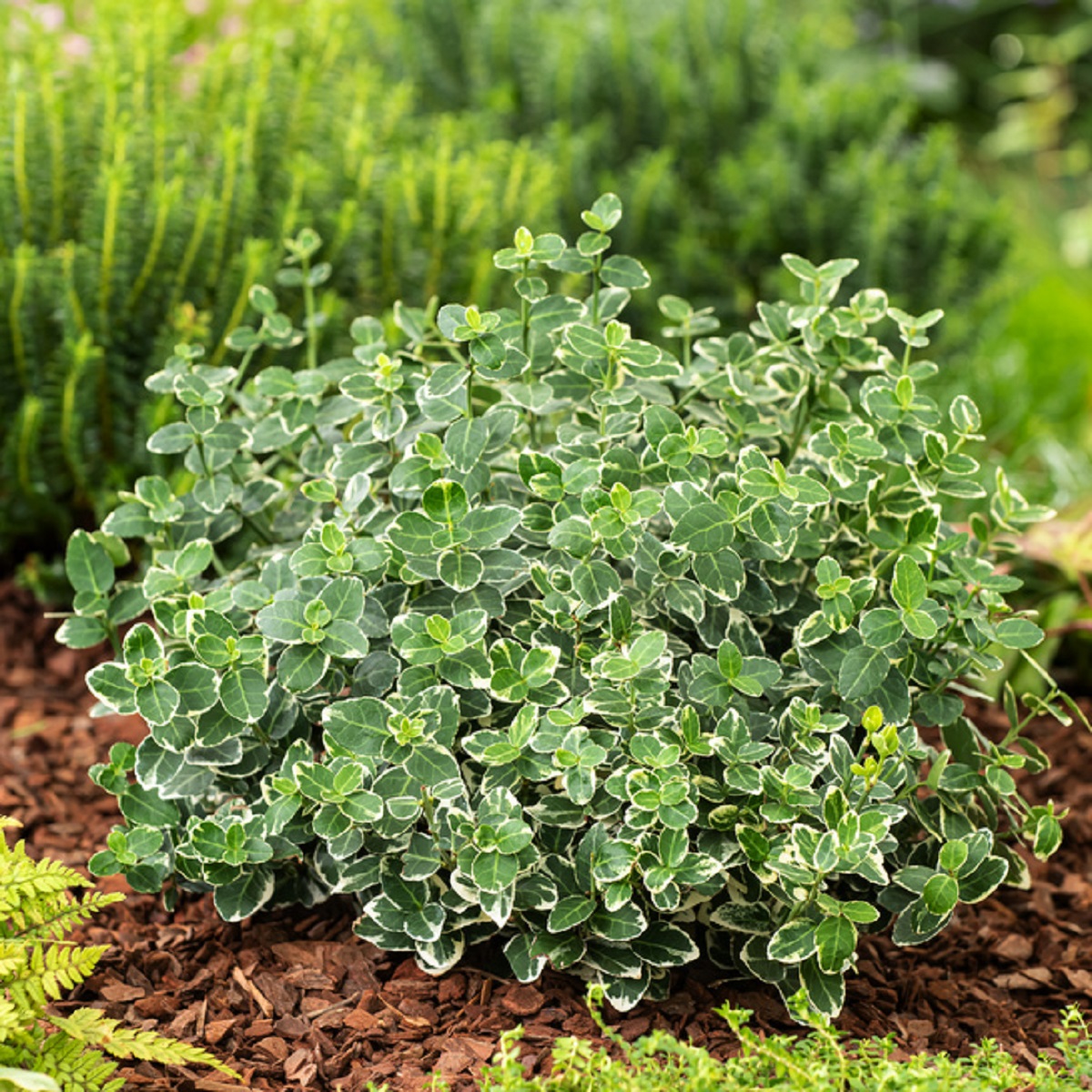 Beinved 'Emerald Gaiety' | Plantasjen