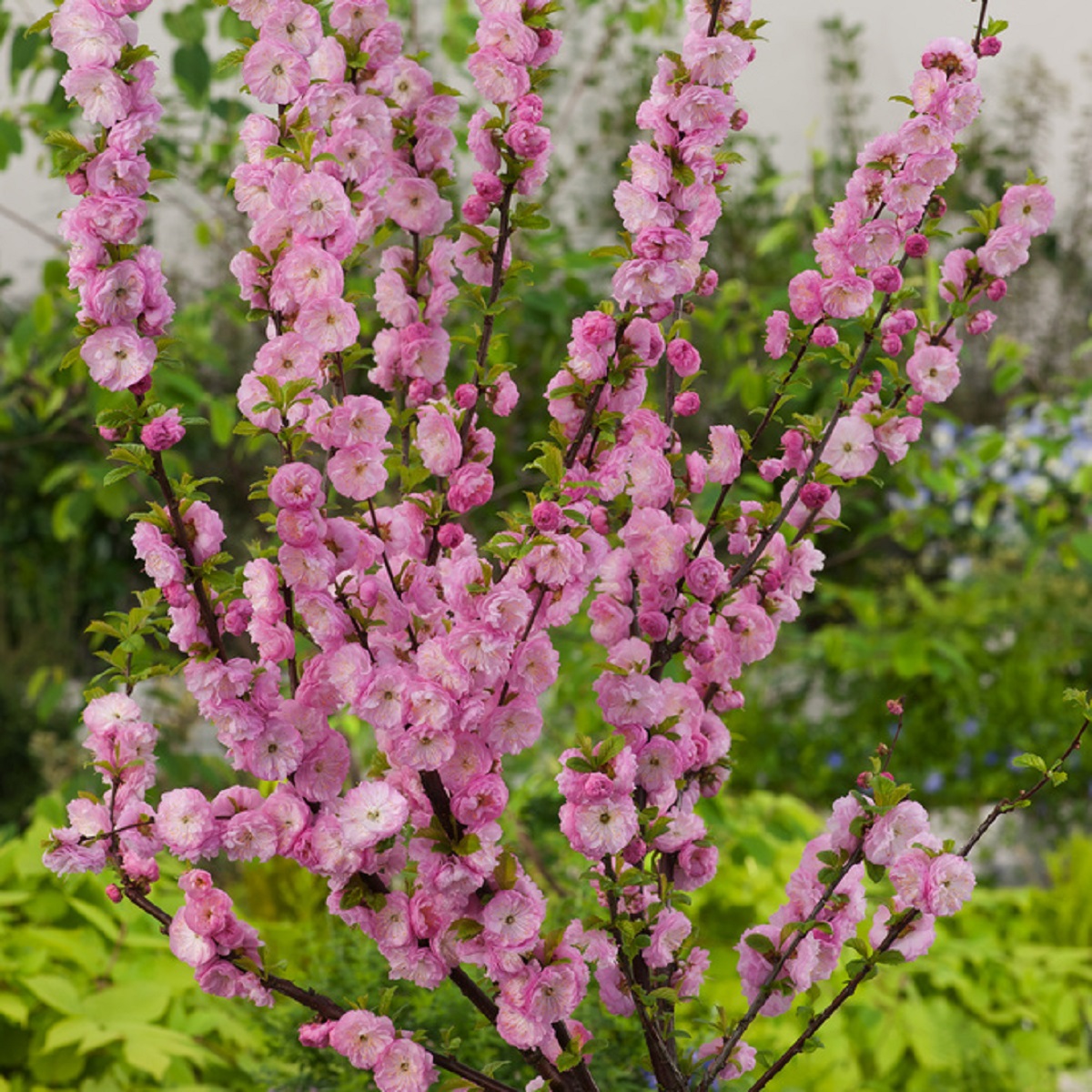 Rosemandel oppstammet, Høyde 100-125 cm, Rosa | Plantasjen