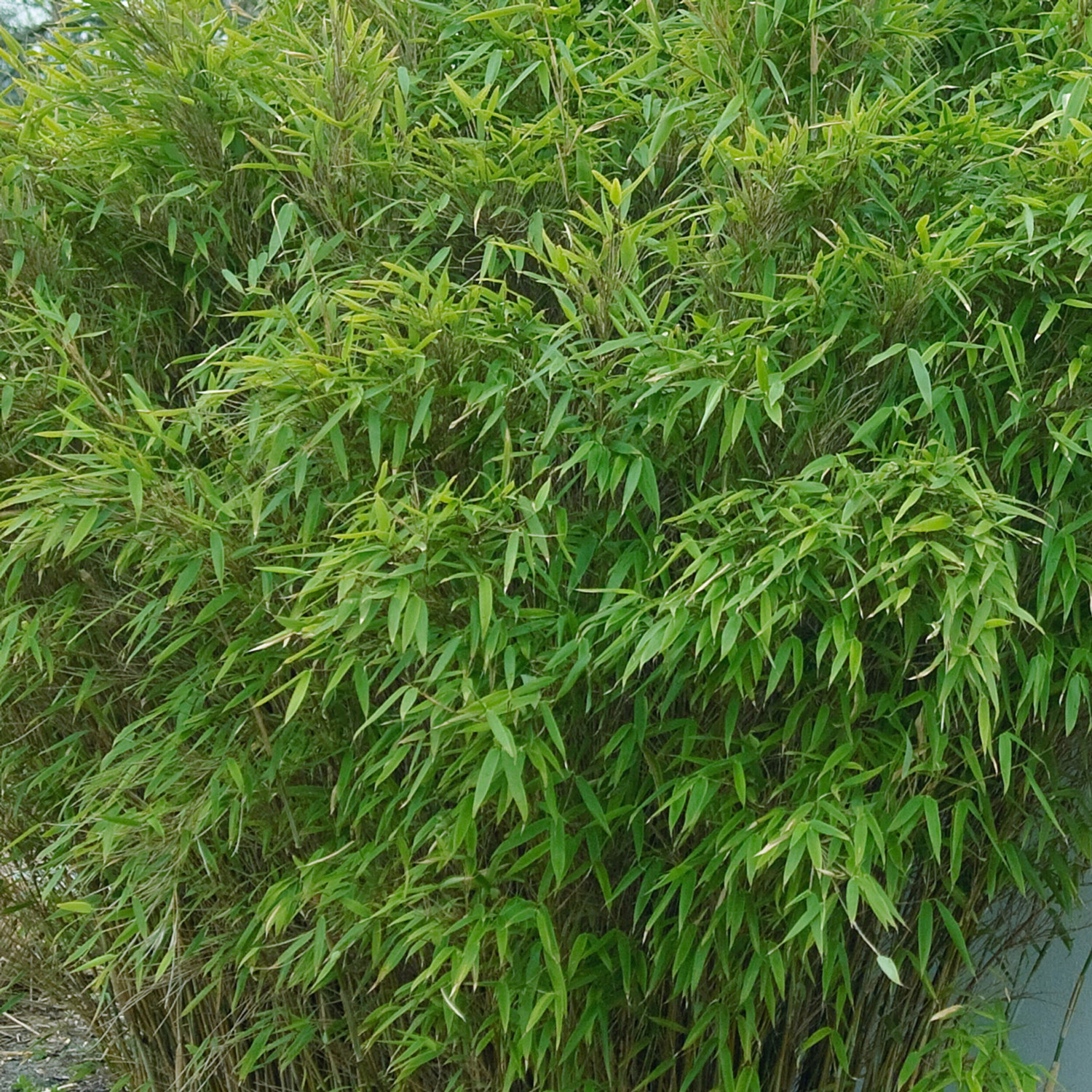 Bergbambu 'Jumbo', XXL | Plantagen