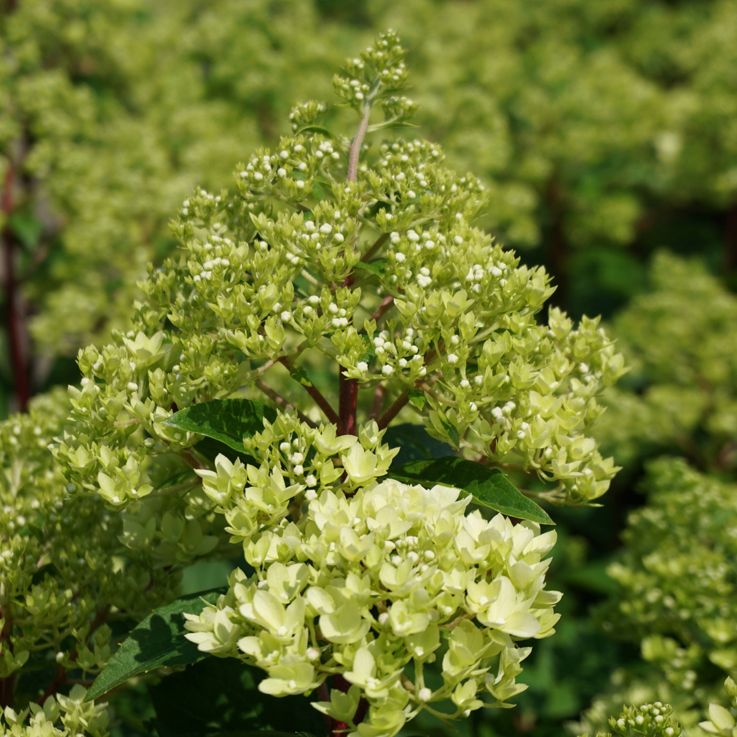 Syrinhortensia MAGICAL ANDES® XXL, Høyde 80-1.. | Plantasjen