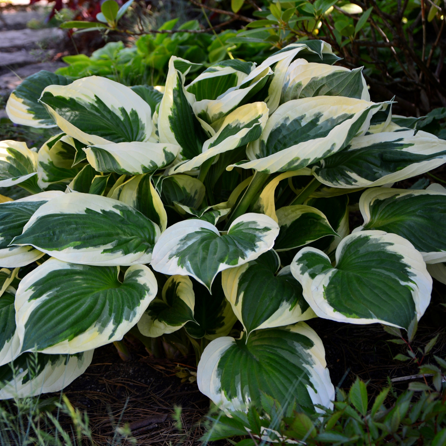 Hosta 'Minuteman' 19cm | Plantagen