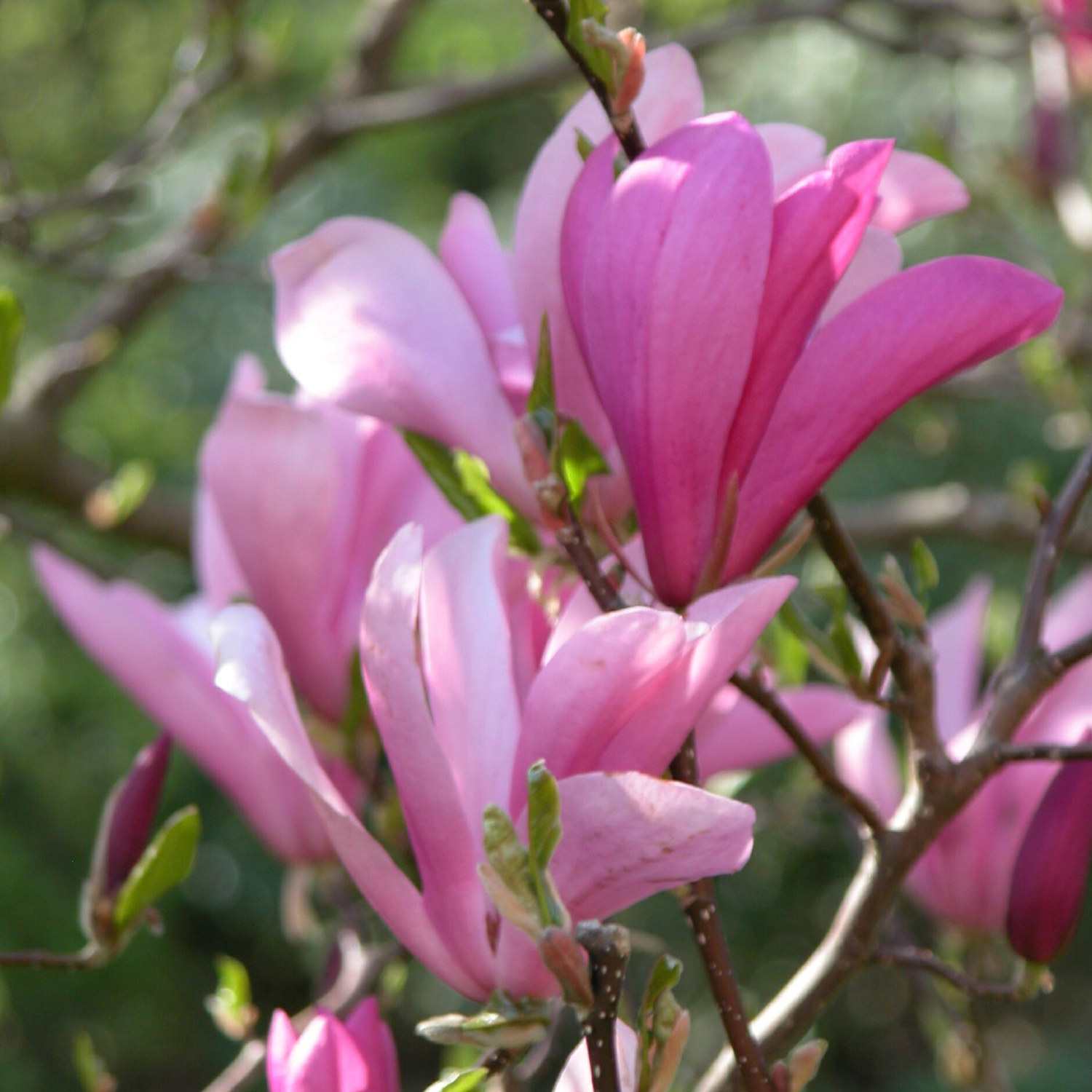 Magnolia 'Susan', Ø19 cm, Rosa | Plantasjen