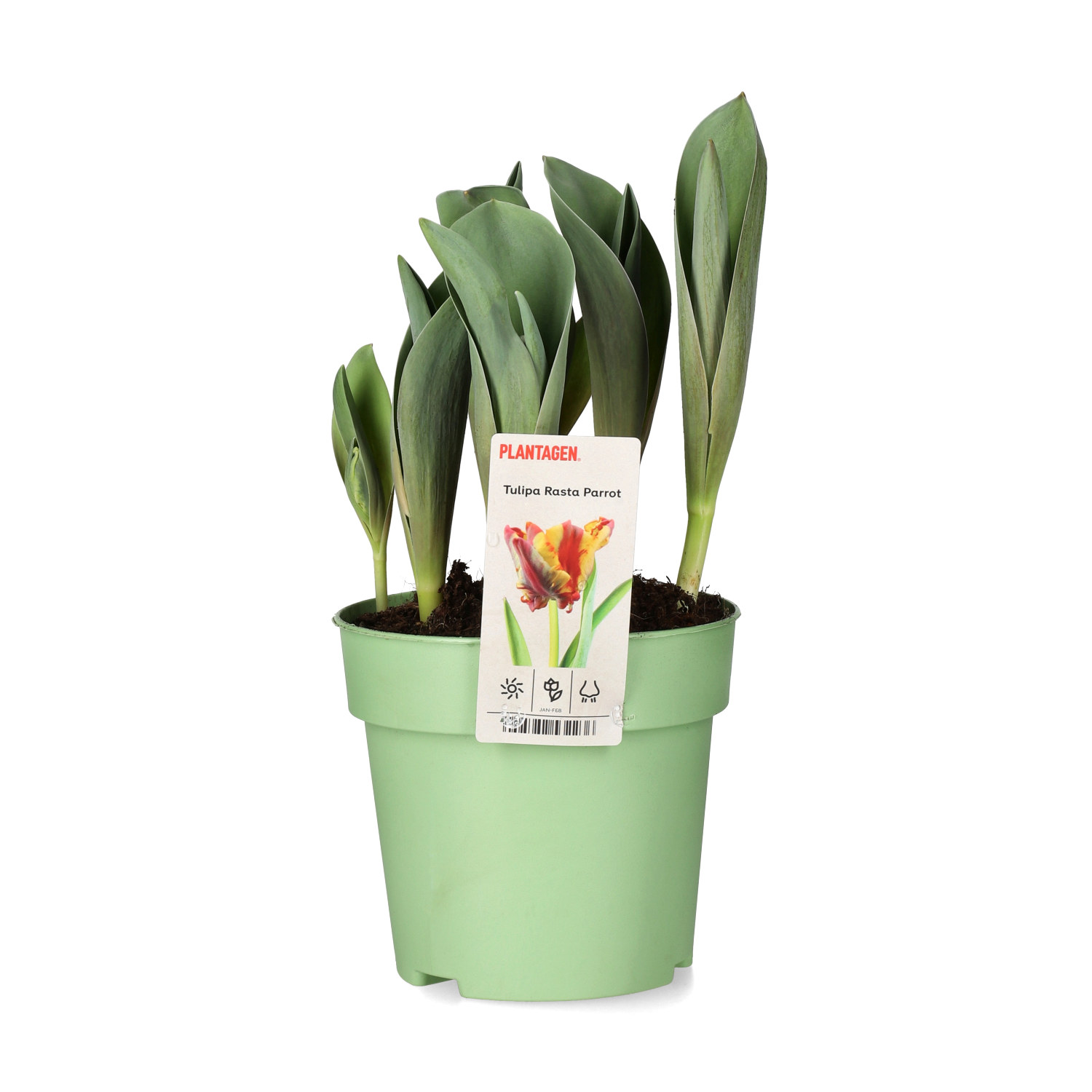 Tulipa 'Rasta Parrot' 12 cm | Plantagen