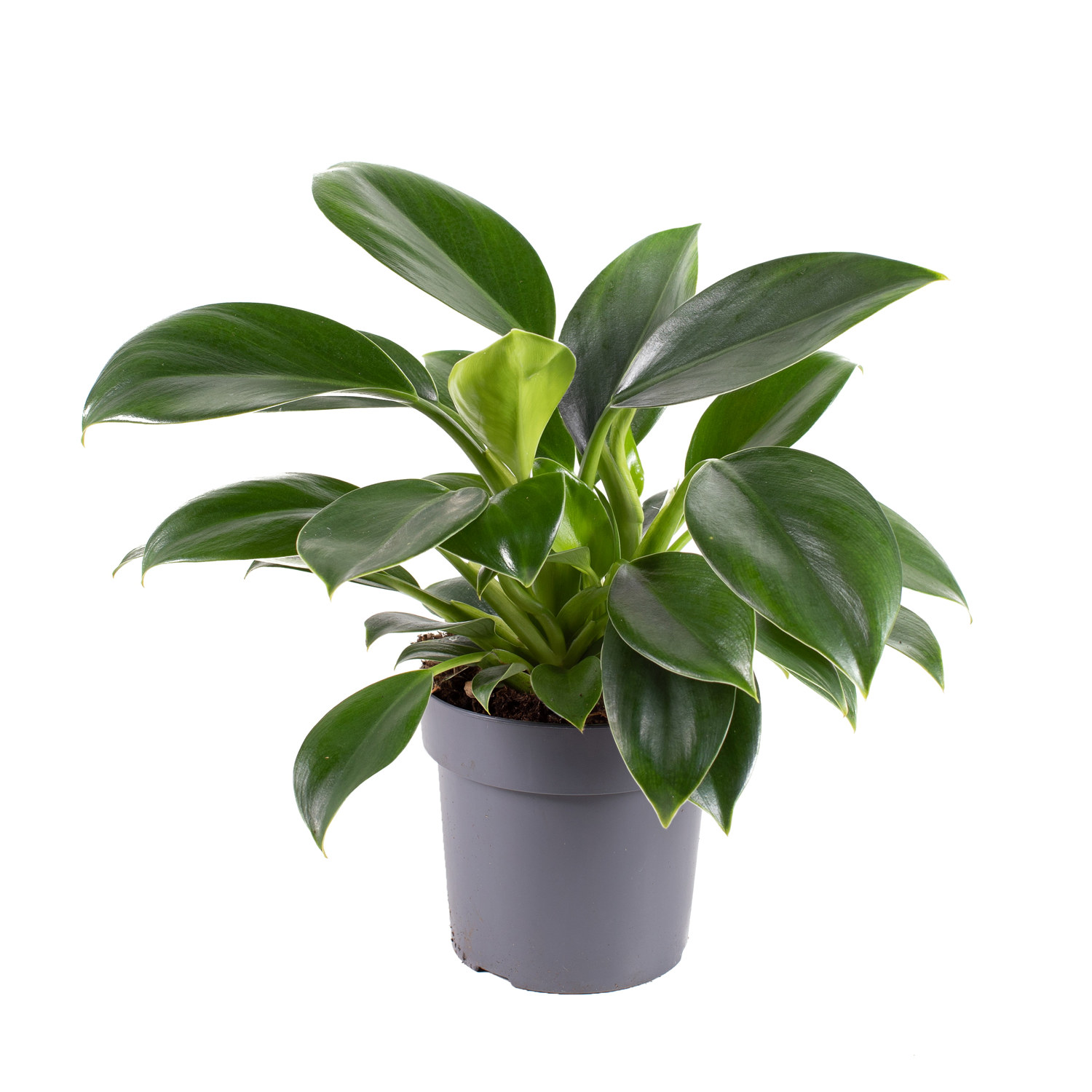 Philodendron 'Green Princess', Høyde 30 cm, G.. | Plantasjen