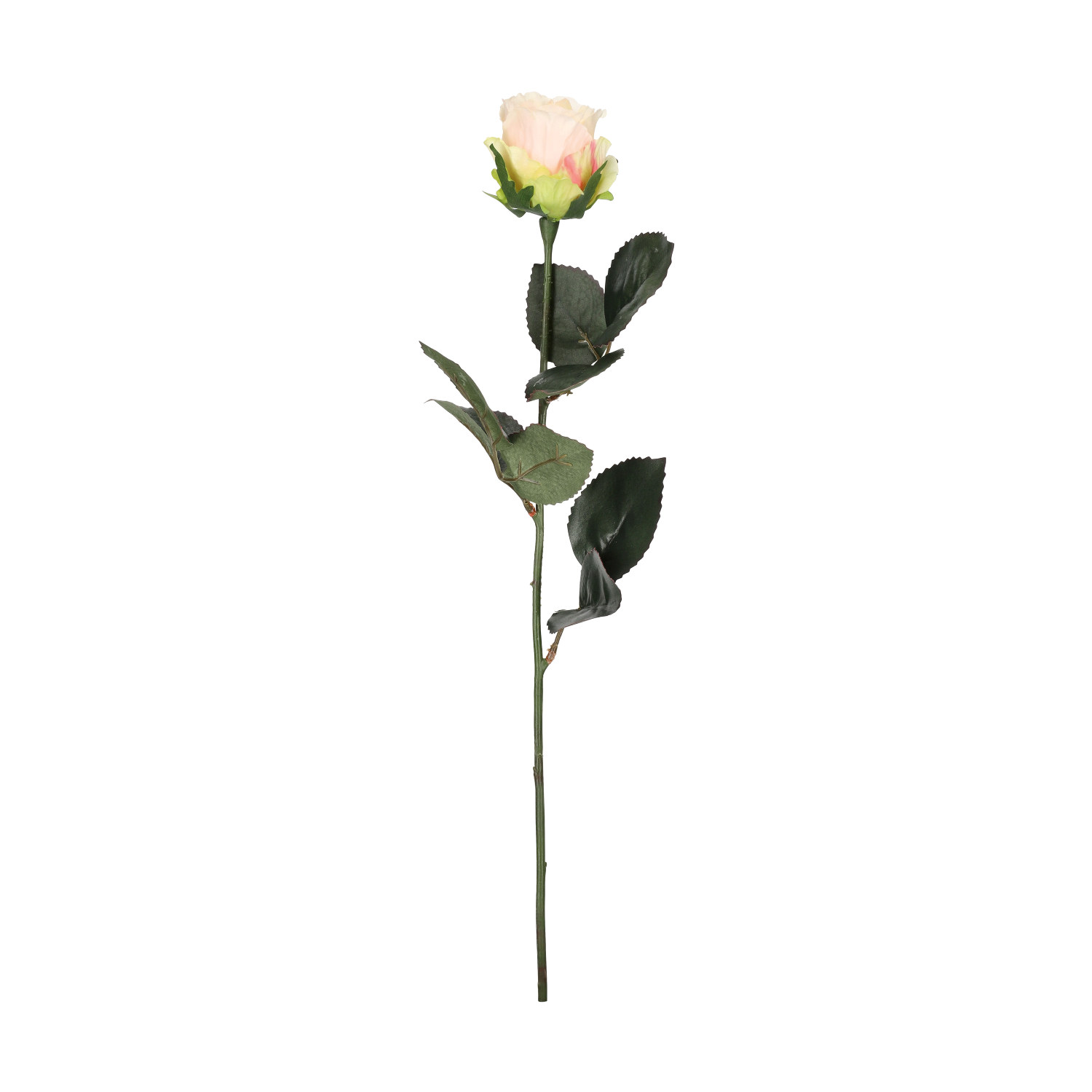 Rose cut flower H43 pink | Plantagen