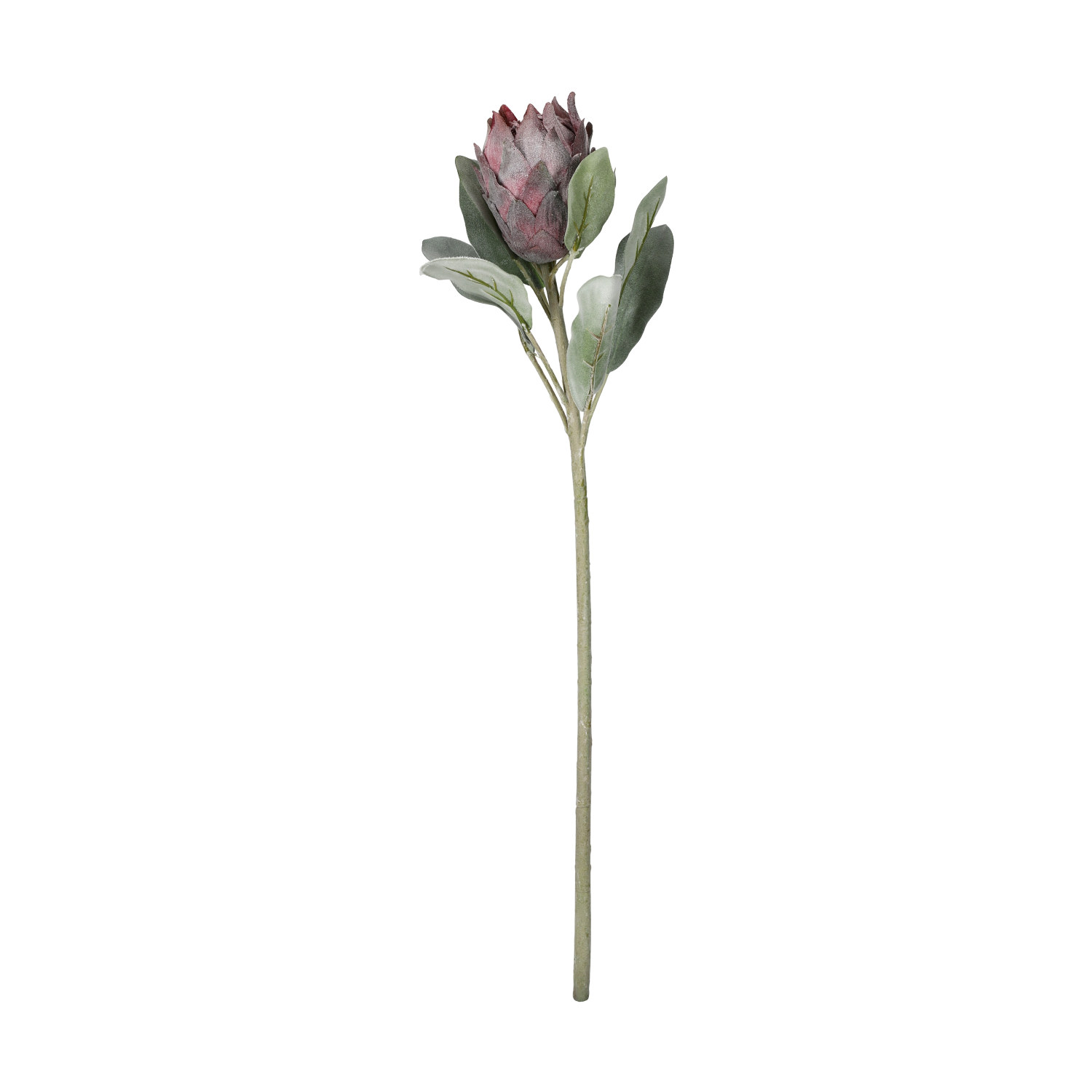 Protea cut flower H72 purple | Plantagen