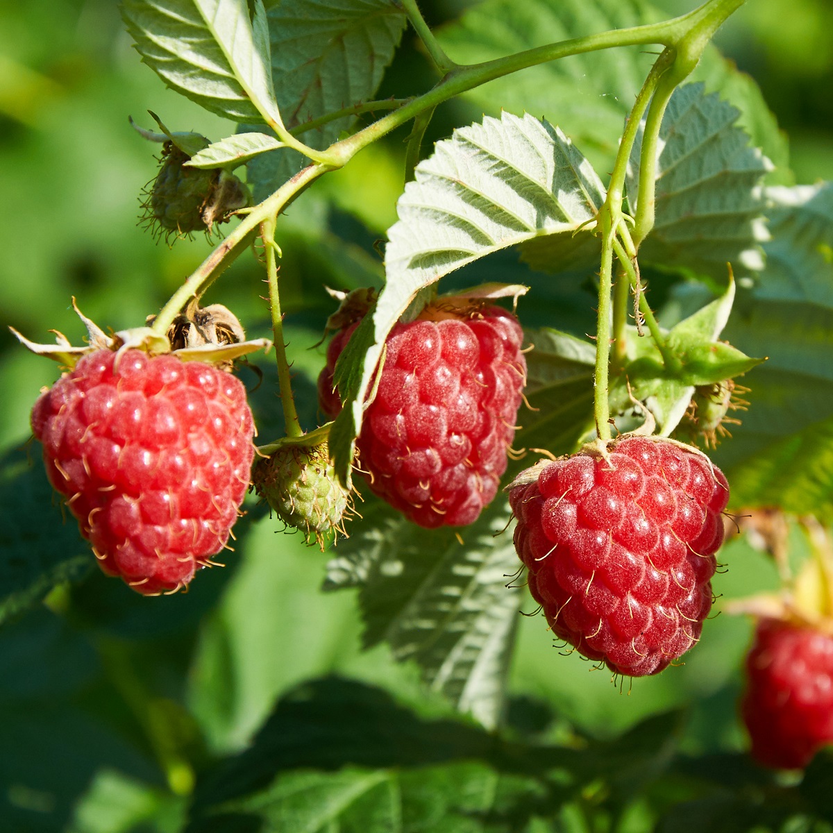 Rubus idaeus 'Twotimer Sugana' 2L | Plantagen