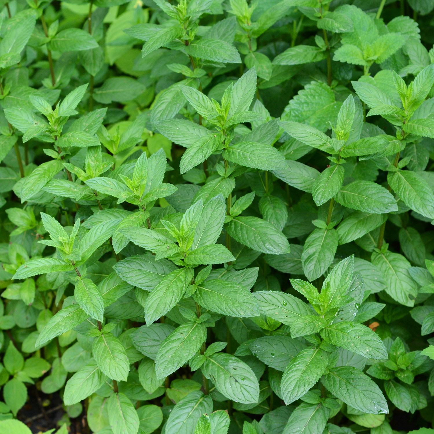 TEA Mentha pip. 'Mandarin' | Plantagen