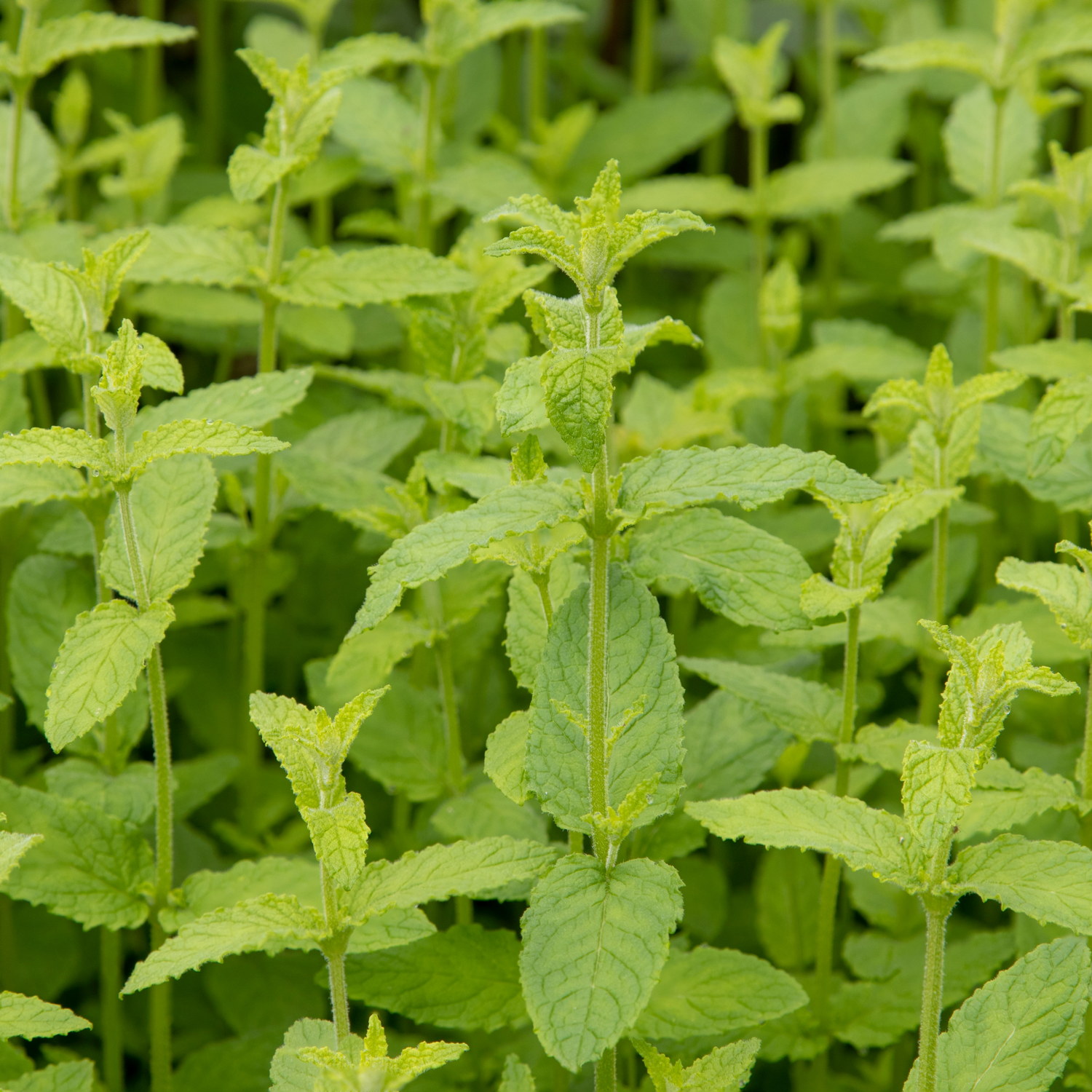 TEA Mentha pip. 'Strawberry' | Plantagen
