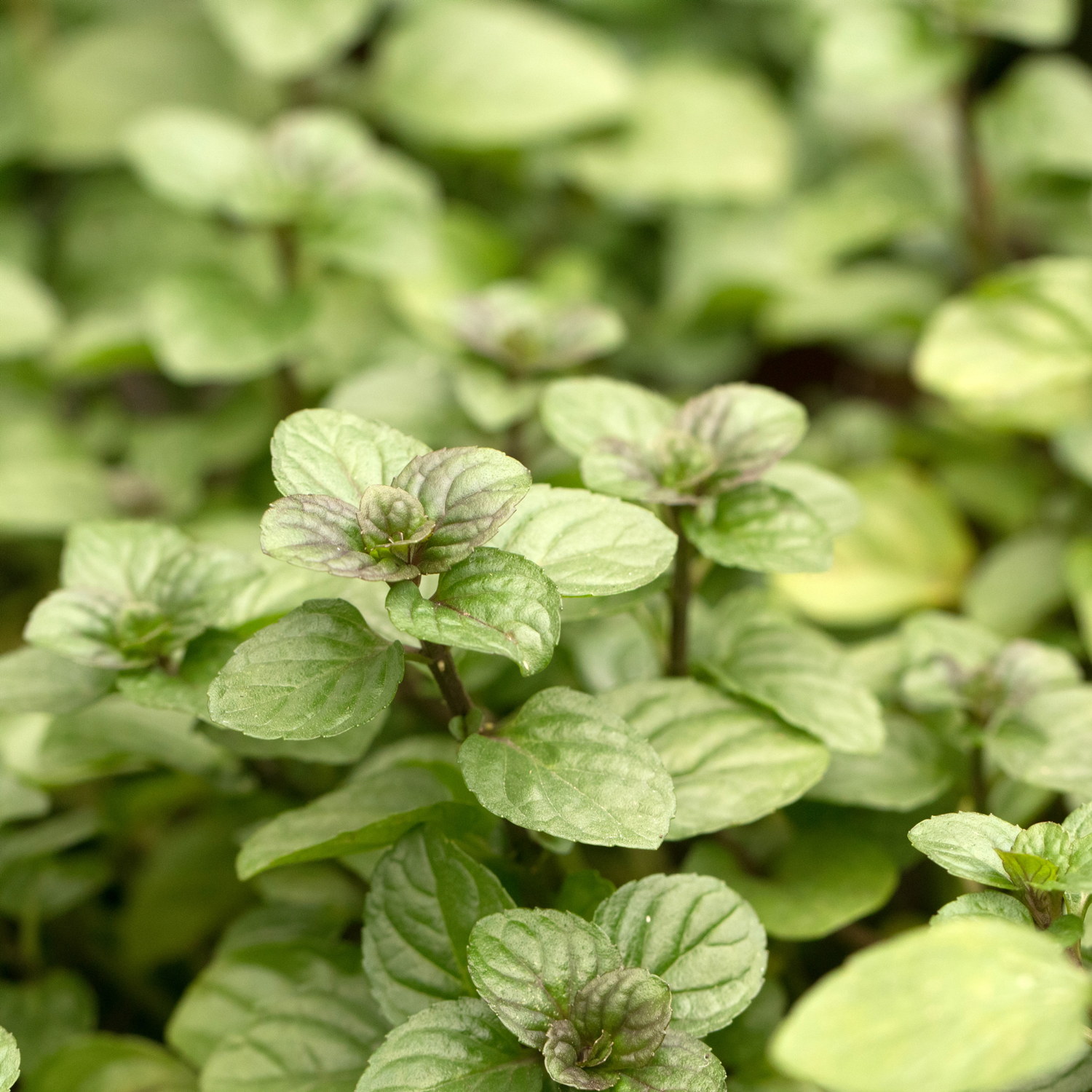TEA Mentha pip. 'Orange' | Plantagen