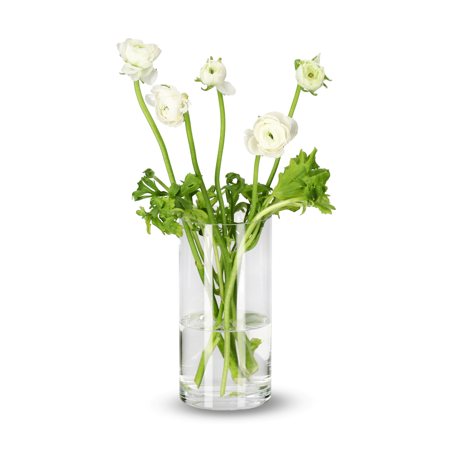 Ranunkler 5pk | Plantasjen