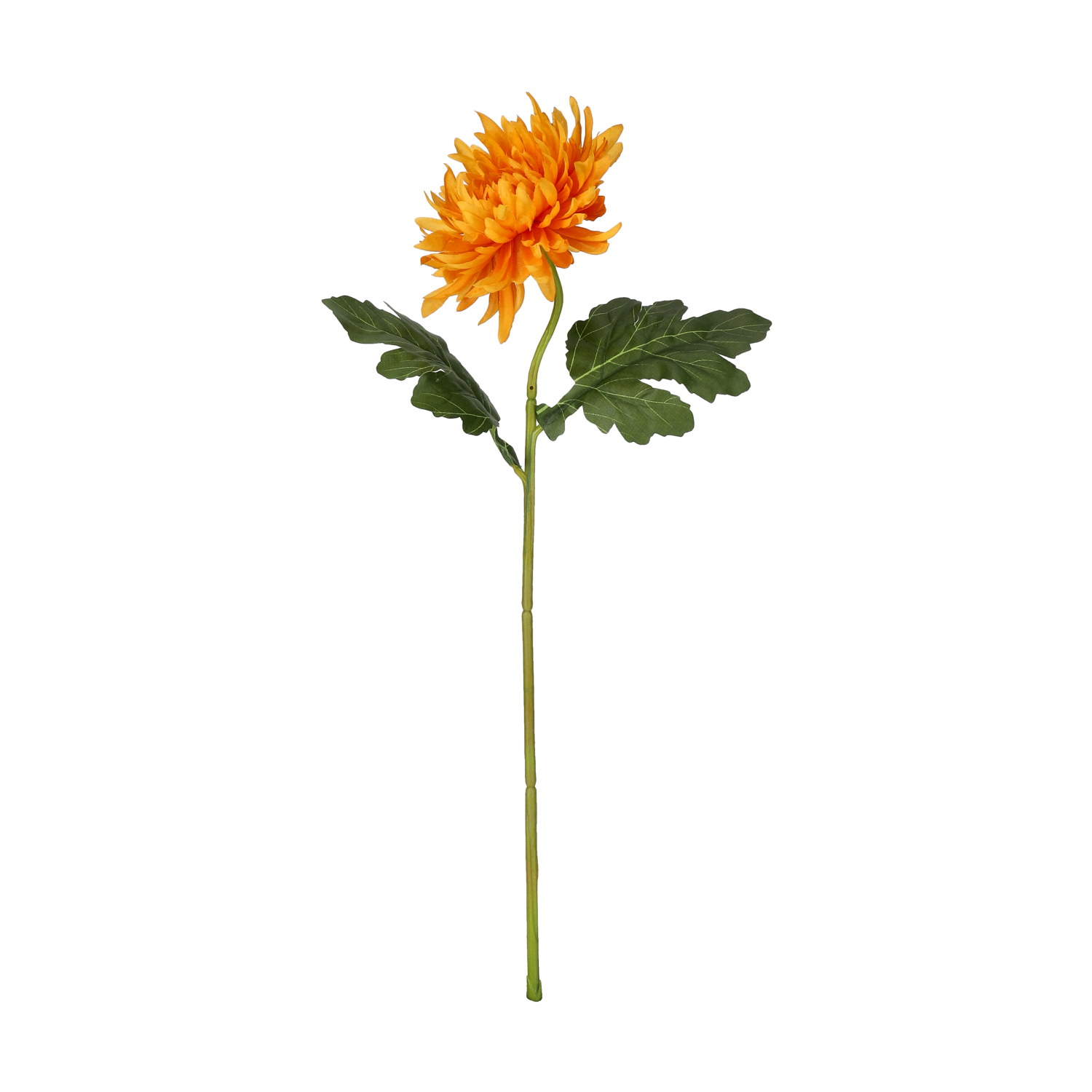 Chrysanthemum cut flower H45 orange | Plantagen