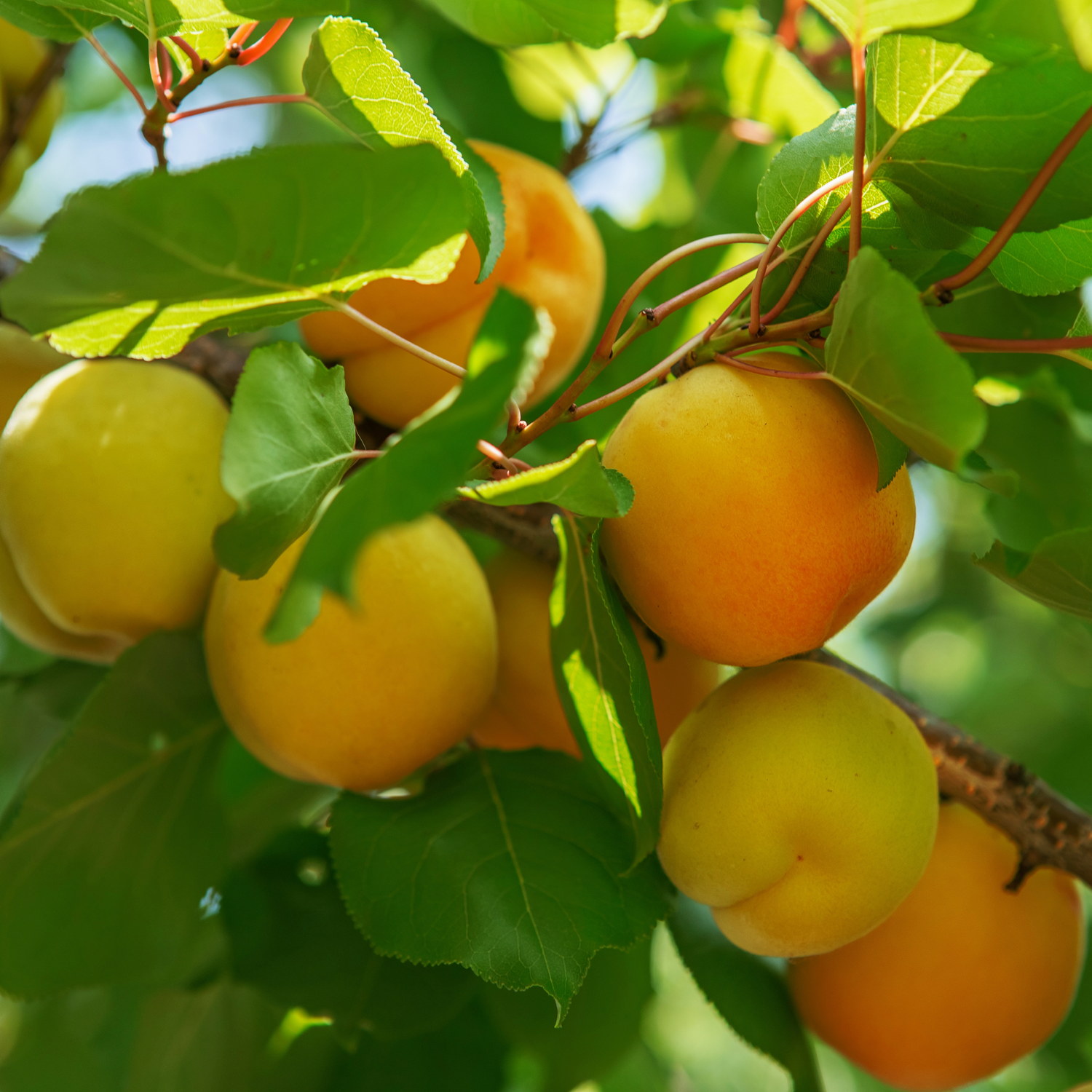 Aprikos APRIGOLD®, Høyde 80-100 cm, Aprikos | Plantasjen