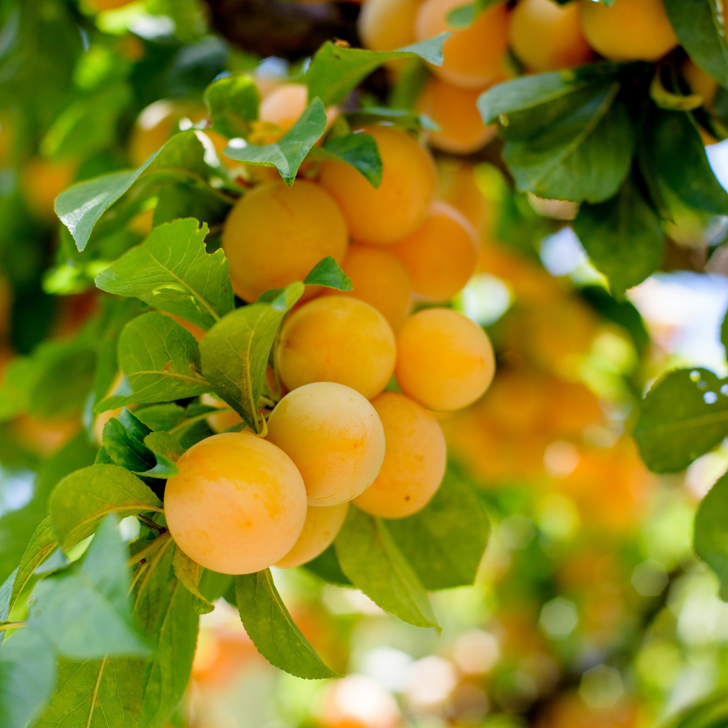 Plomme GOLDUST®, Høyde 80-100 cm, Gul | Plantasjen