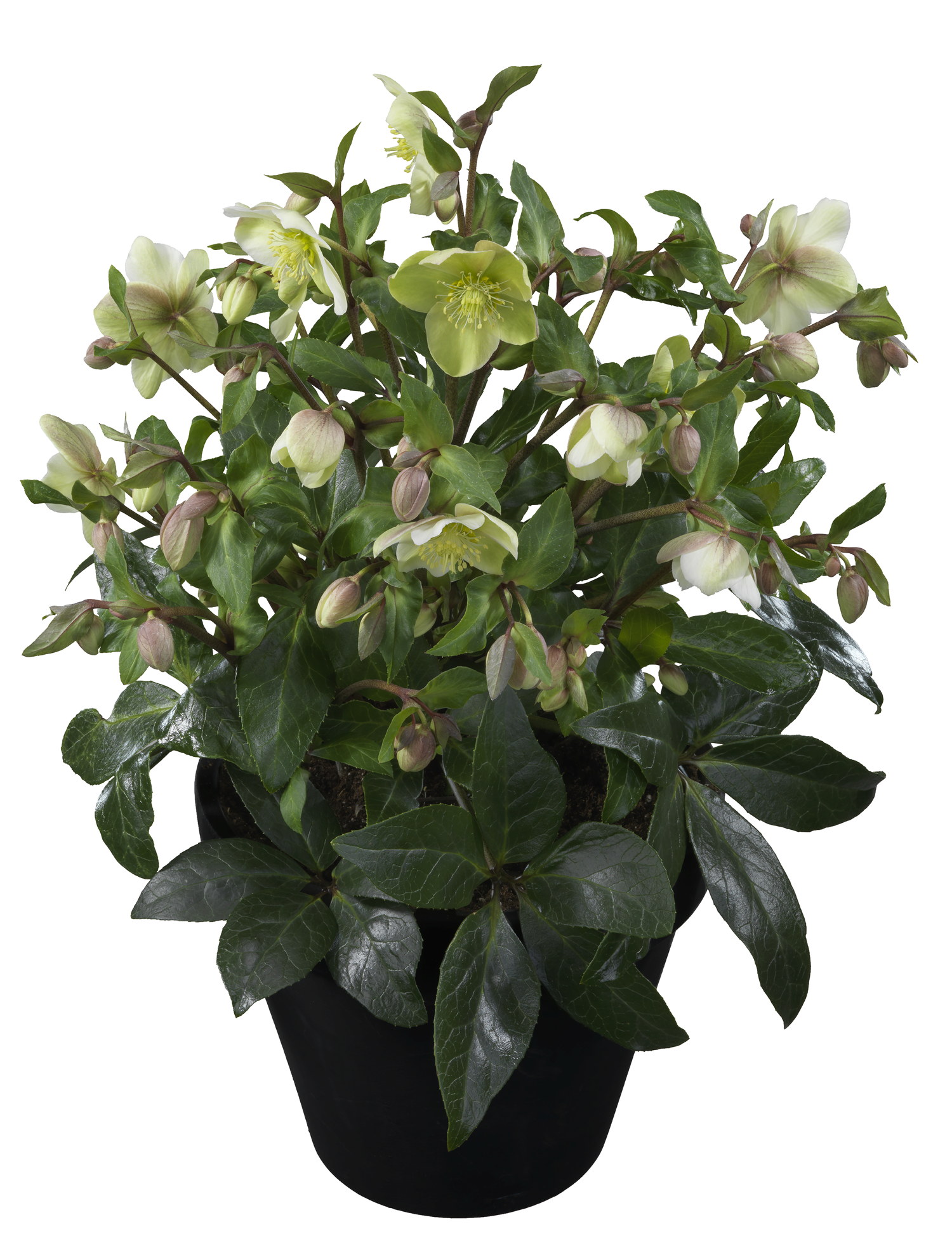 Helleborus 'Diamond Fire' 17 cm | Plantagen
