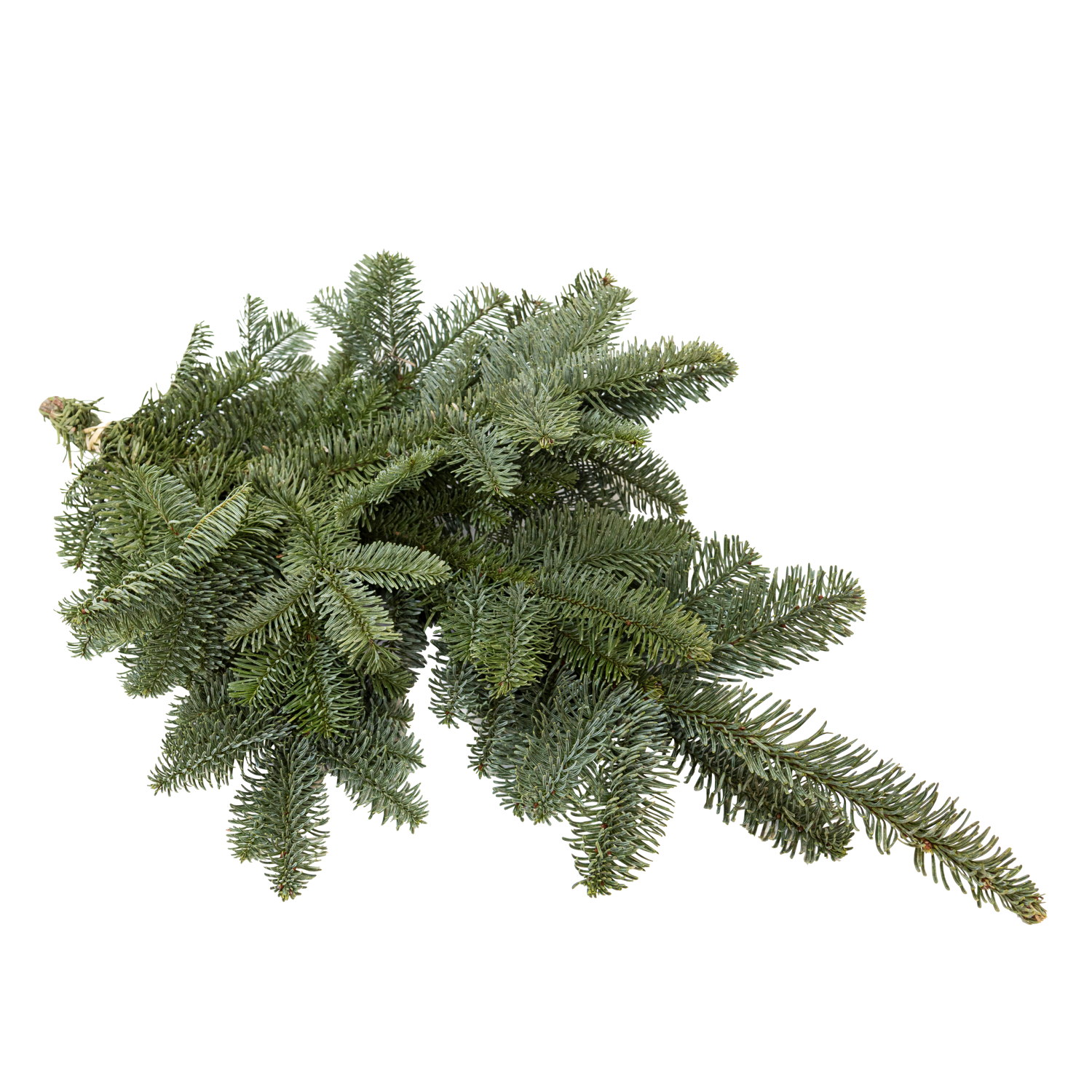 Granris kungsgran | Plantagen