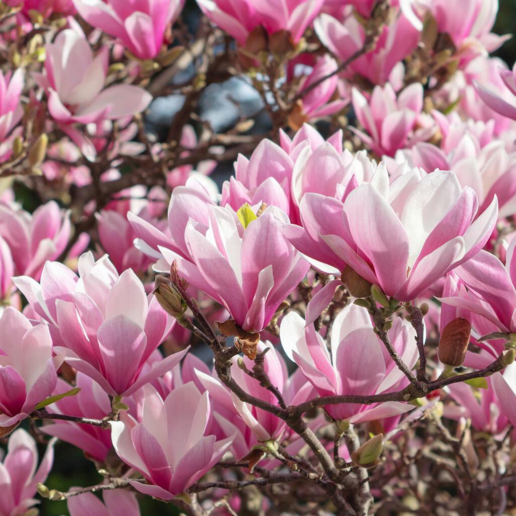 Magnolia – planting og stell | Plantasjen