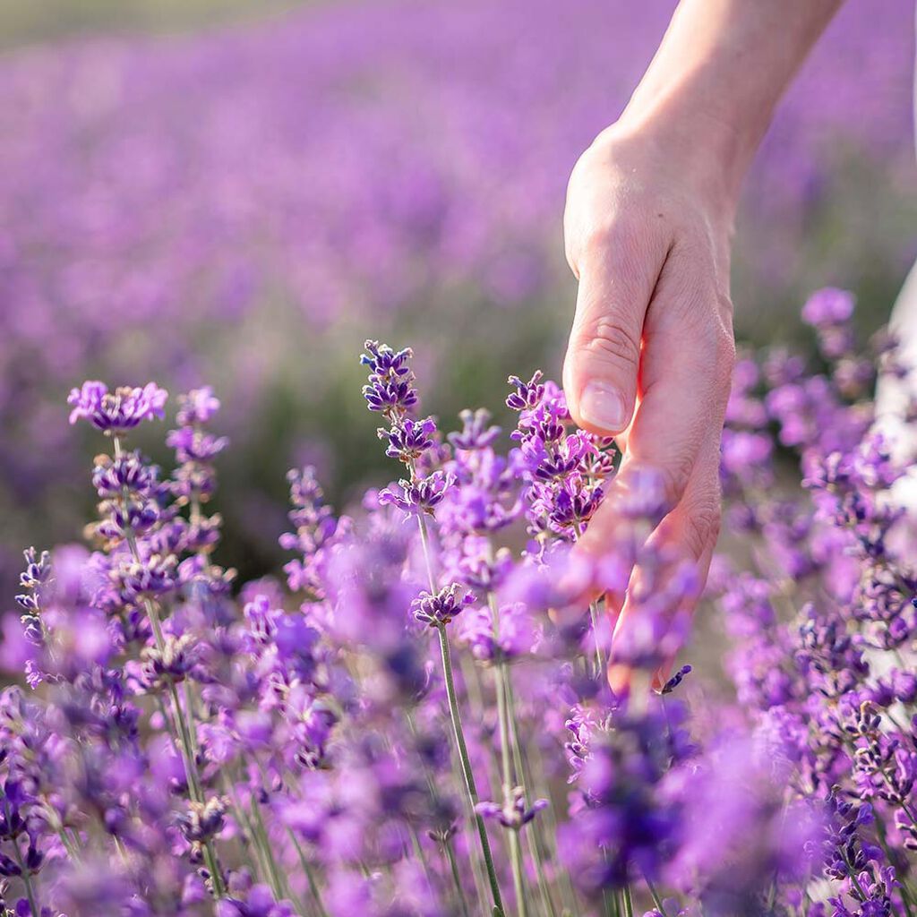 Lavendel – planting og stell | Plantasjen
