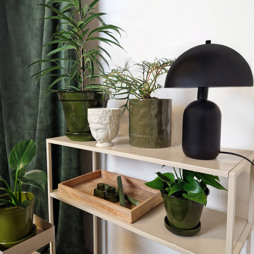 Here are the plant trends for 2025 | Plantagen