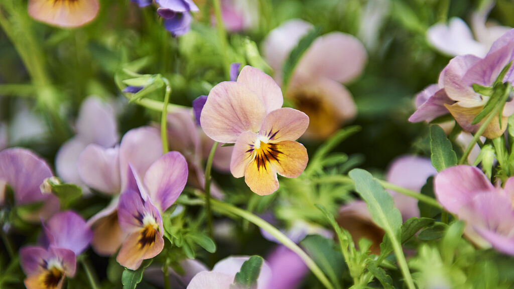 Stemorsblomst – planting og stell | Plantasjen