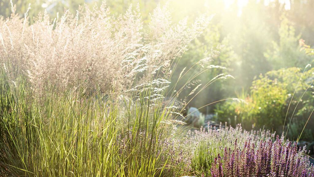 Prydnadsgräs – plantering och skötsel | Plantagen
