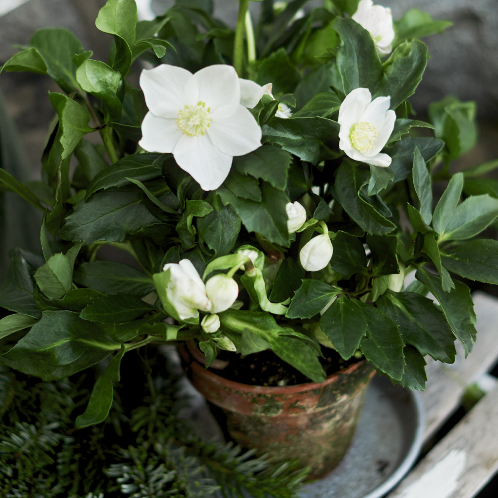 Juleroser | Plantasjen