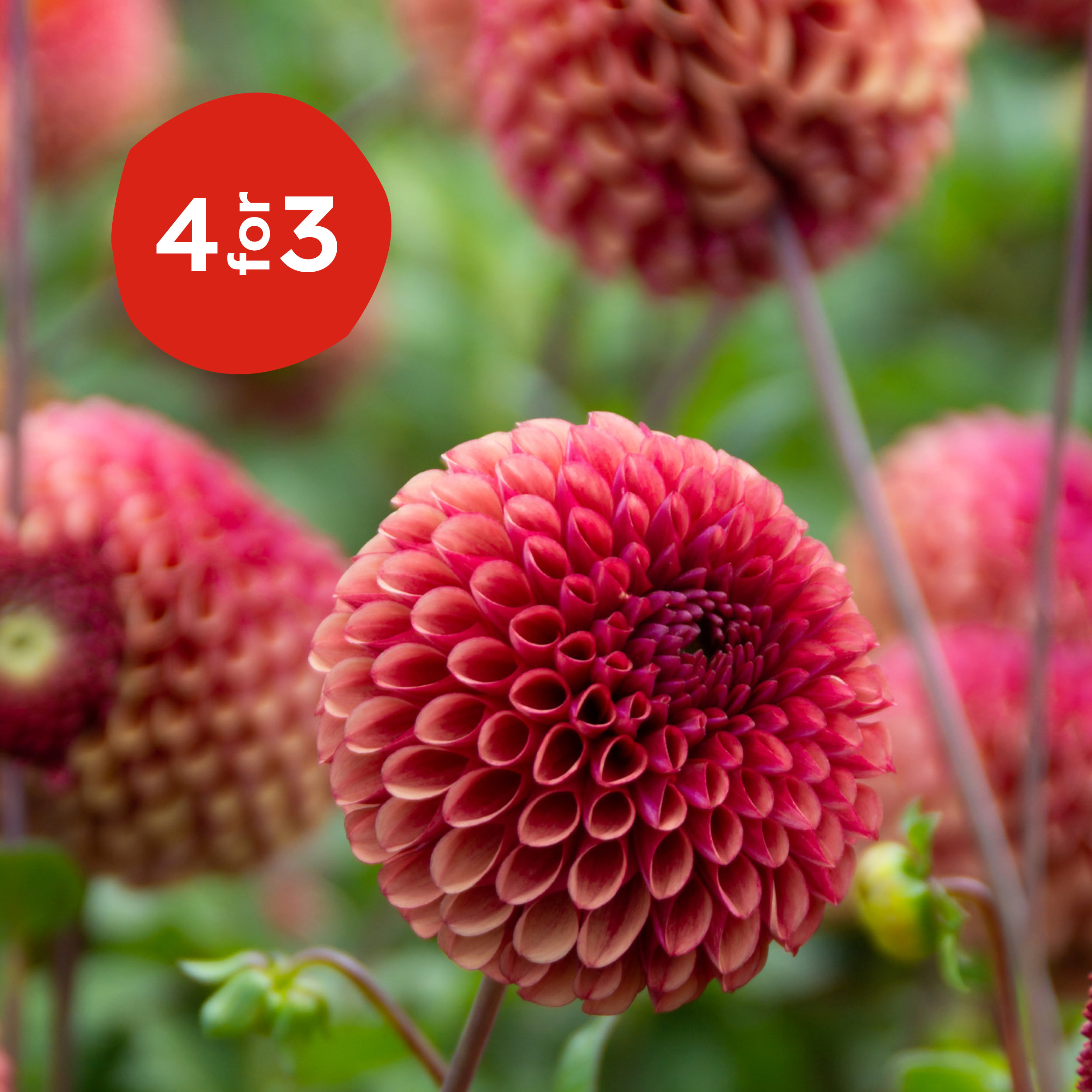 2 for 1 on all spring bulbs | Plantagen