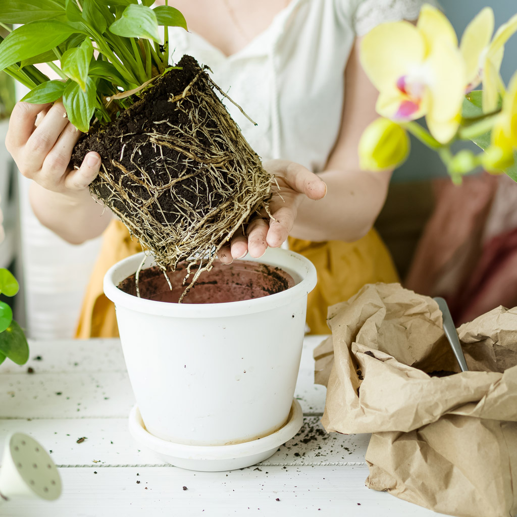 Orkidéer – nya sätt att arrangera dem | Plantagen
