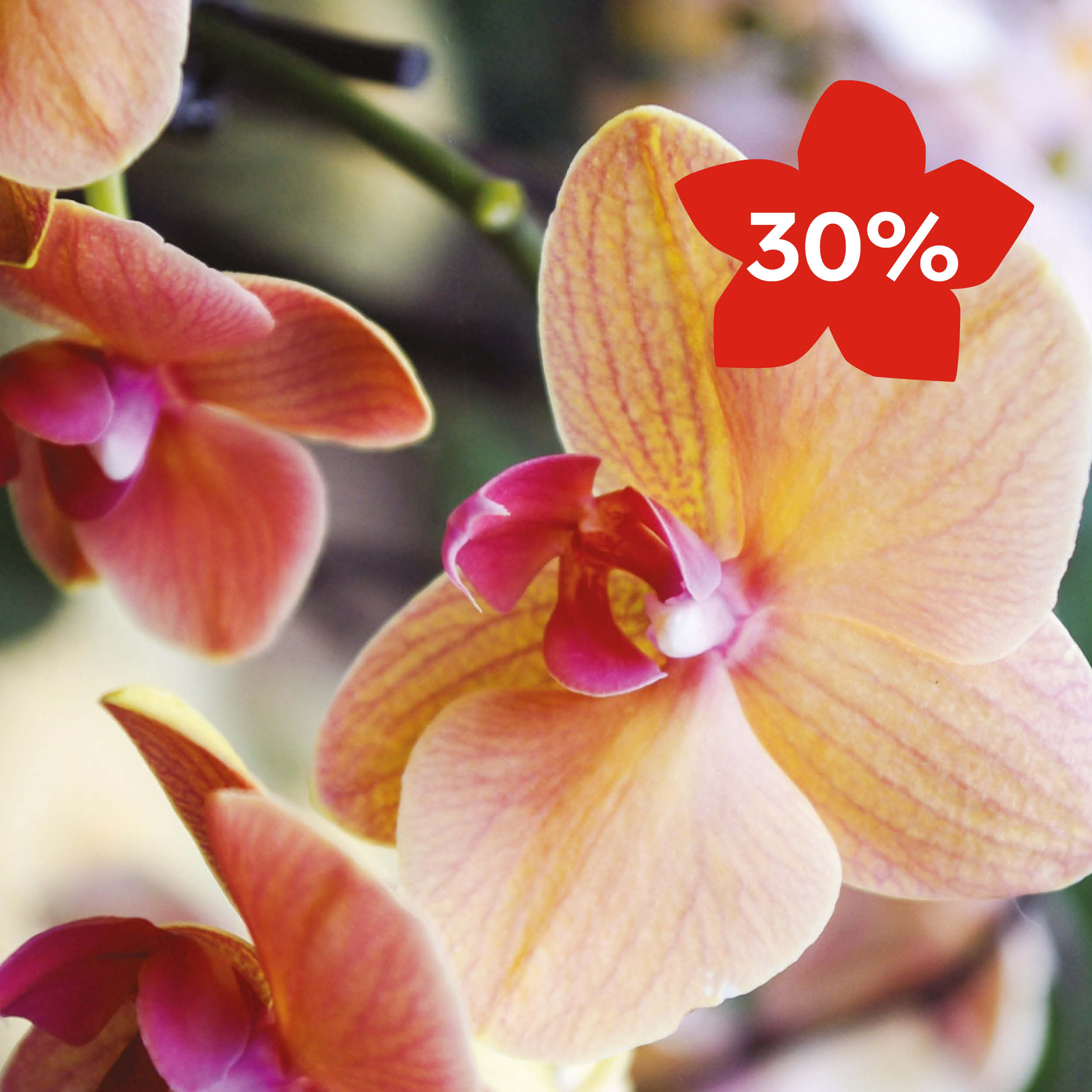 Orkidé Limited Collection | Plantagen