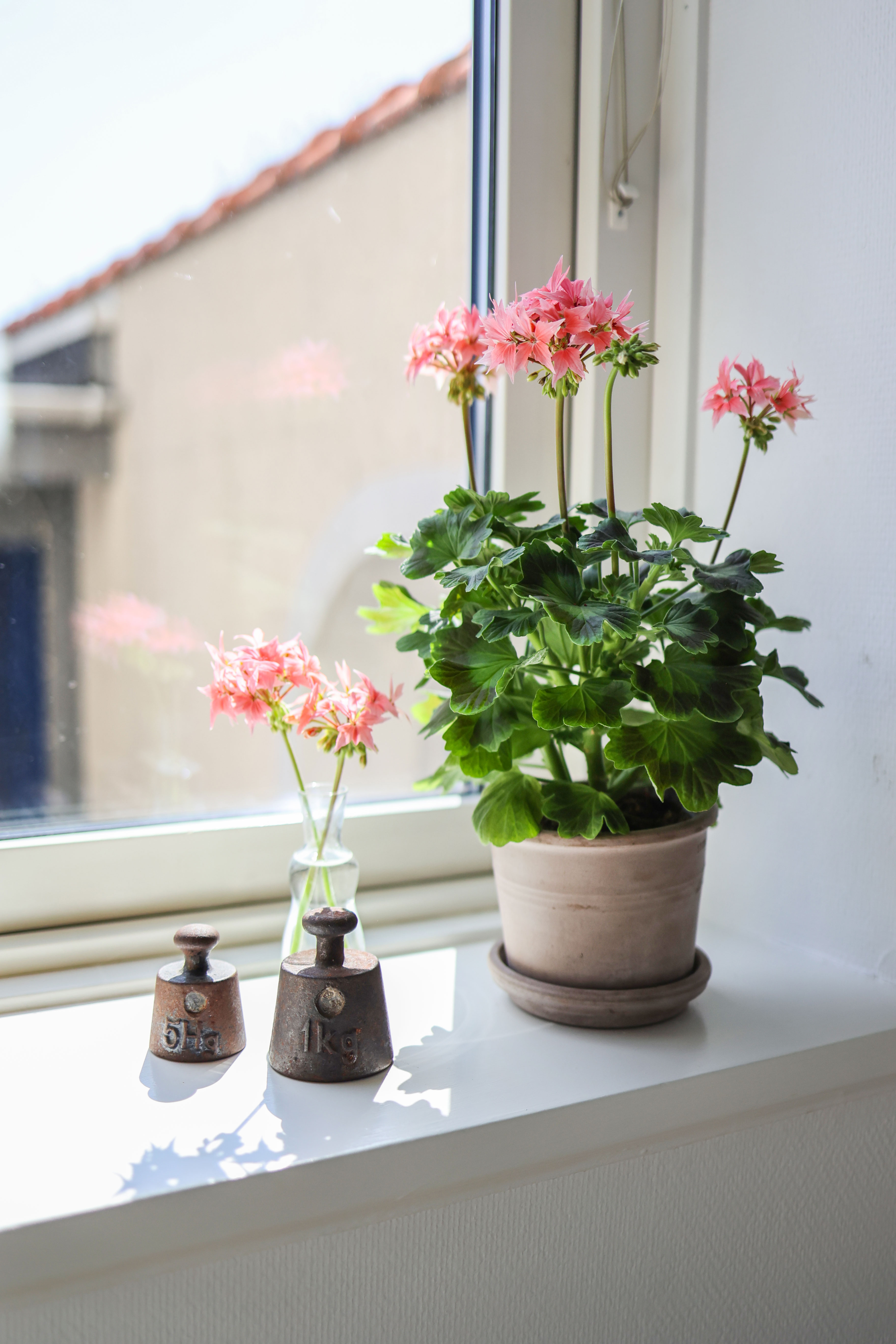 Zonalpelargon ’Lavina’ Årets pelargon 2024, Ø.. | Plantagen