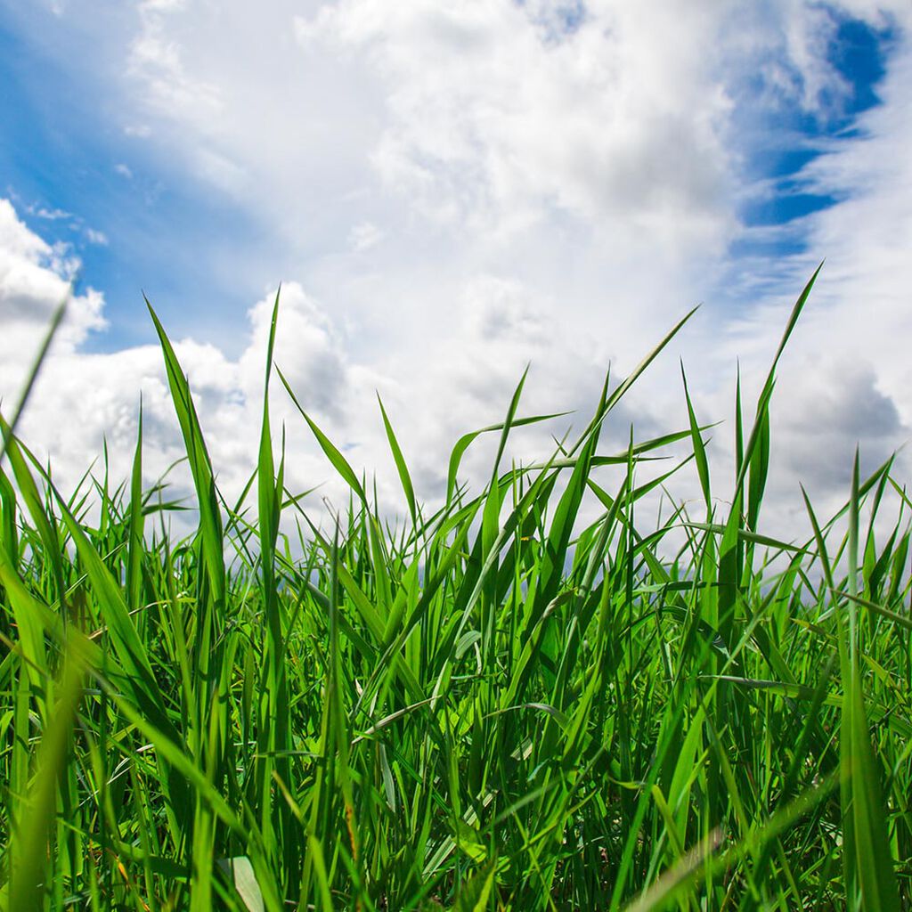 Gress – så og stell | Plantasjen