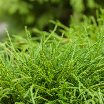 Sypress | Plantasjen