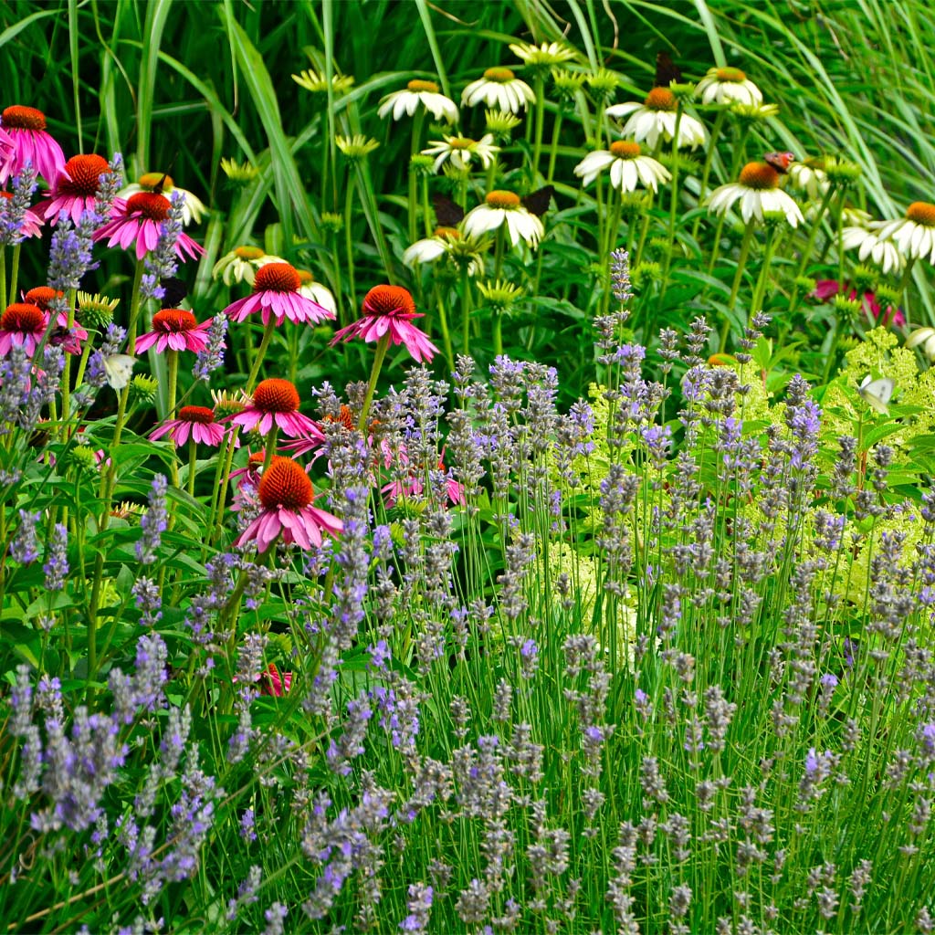 Våre mest populære stauder | Plantasjen