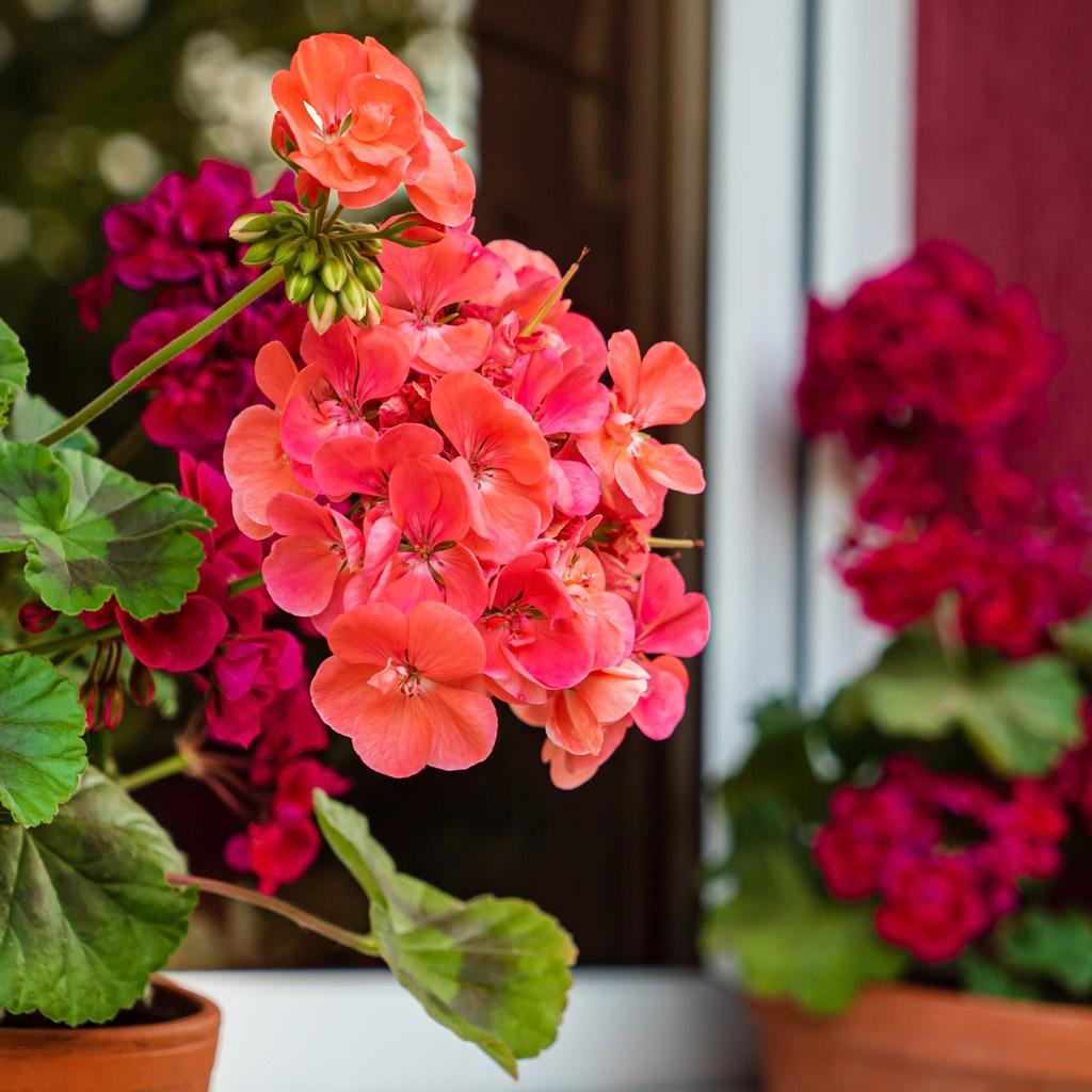 Our most beloved geraniums | Plantasjen